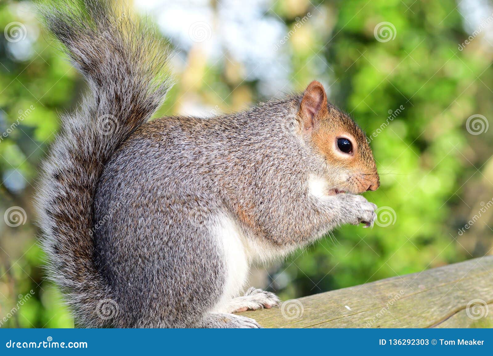 Grey Squirrel Sciurus Carolinensis Stock Image - Image of creature ...