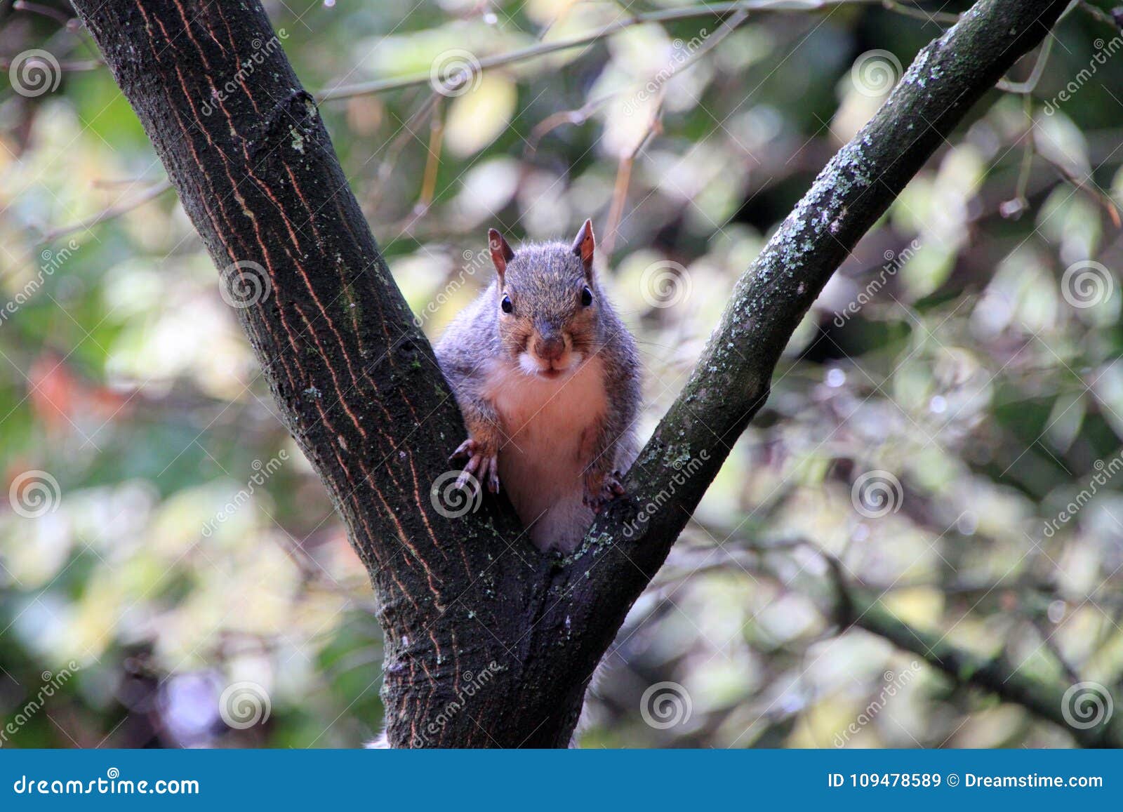 Grey Squirrel on Tree Branch Stock Image - Image of squirrel, sciurus ...