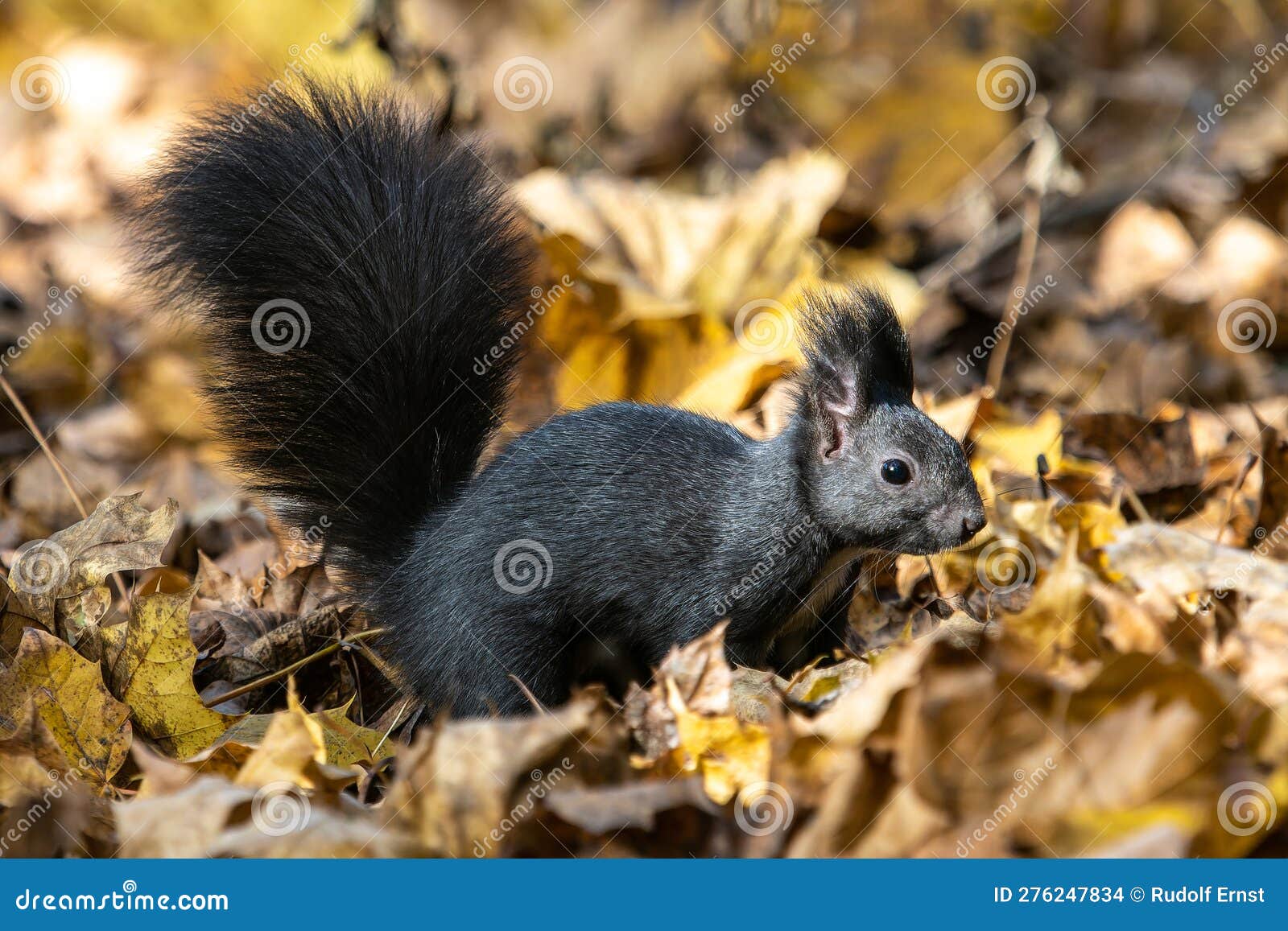 Grey Squirrel, Sciurus at Old North Cemetery of Munich, Germany Stock ...