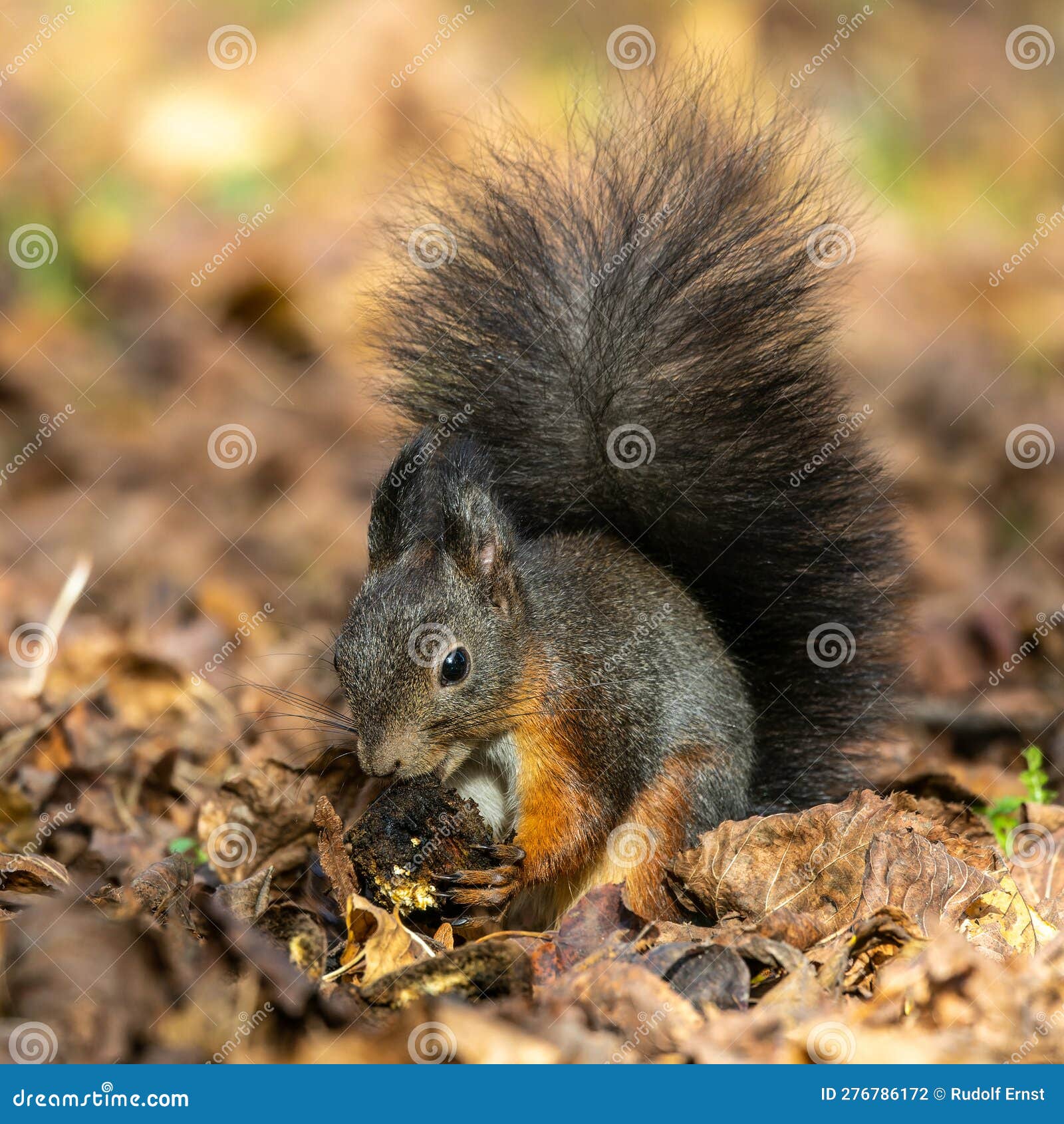 Grey Squirrel, Sciurus at Old North Cemetery of Munich, Germany Stock ...