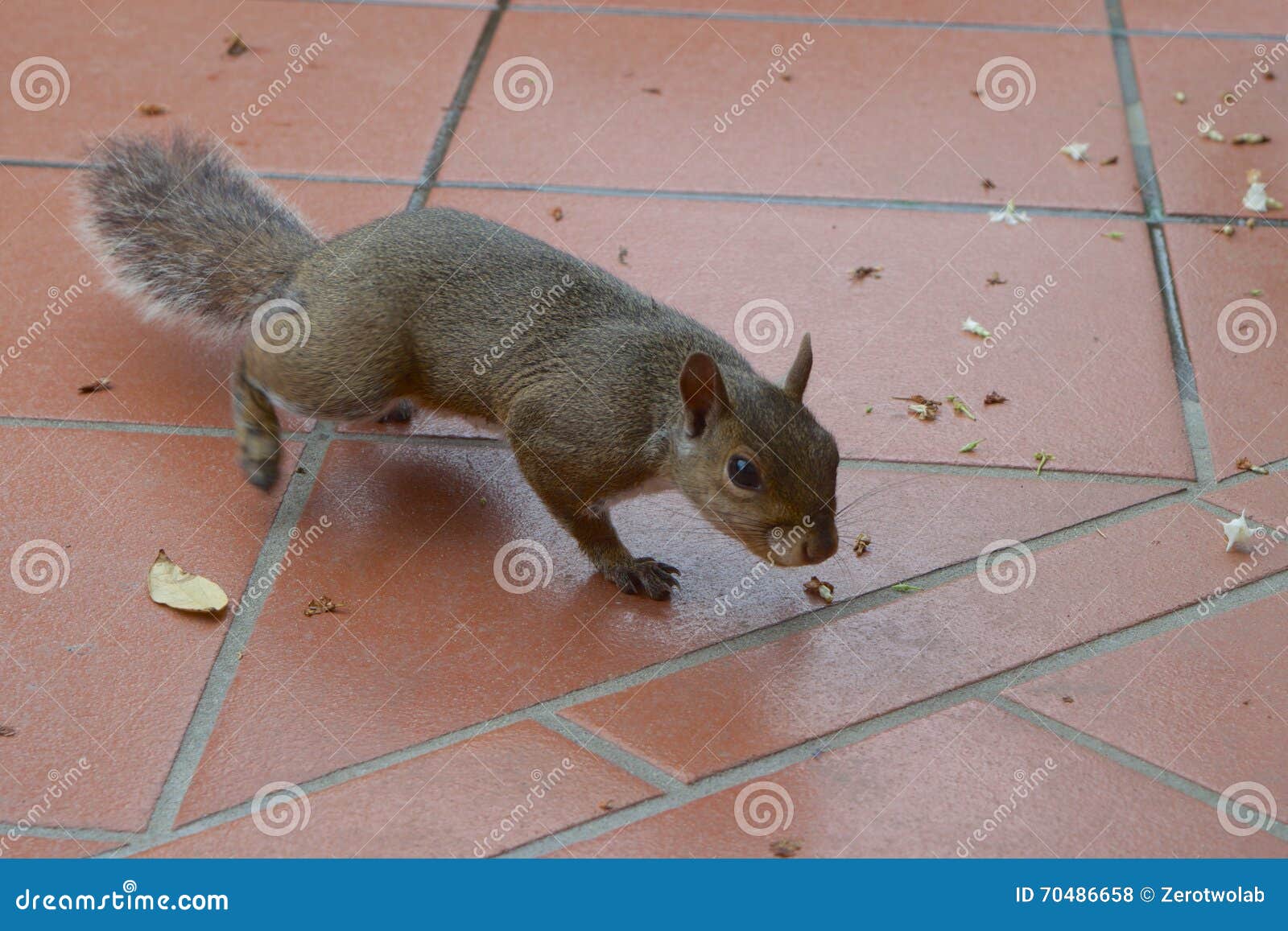 213 Squirrel Searching Food Garden Photos - Free & Royalty-Free Stock ...