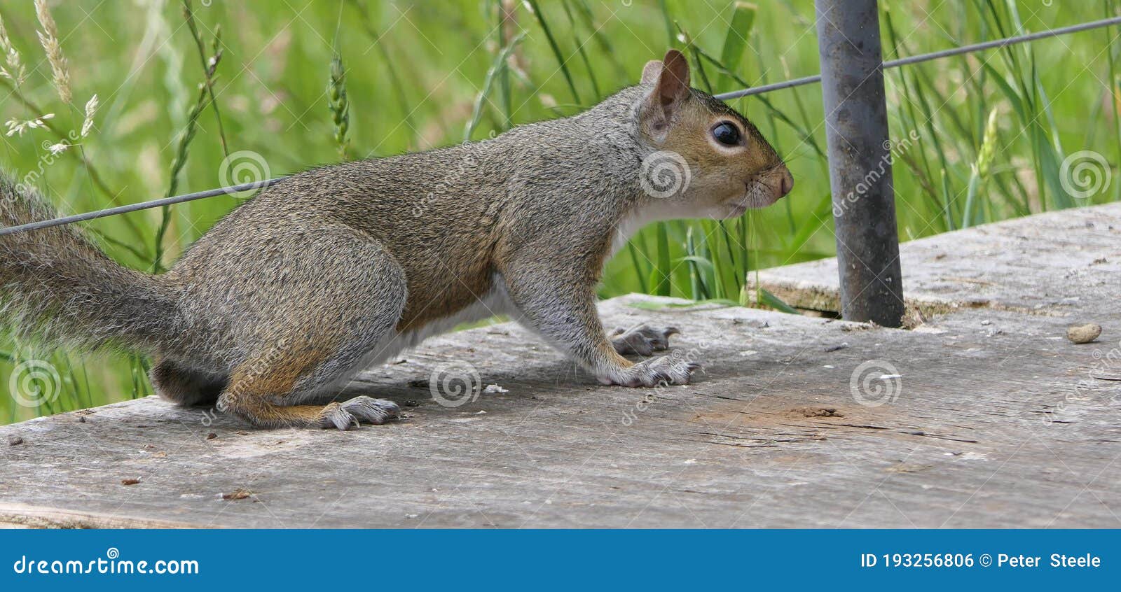 Grey Squirrel Searching for Food Stock Photo - Image of rodent, rodents ...