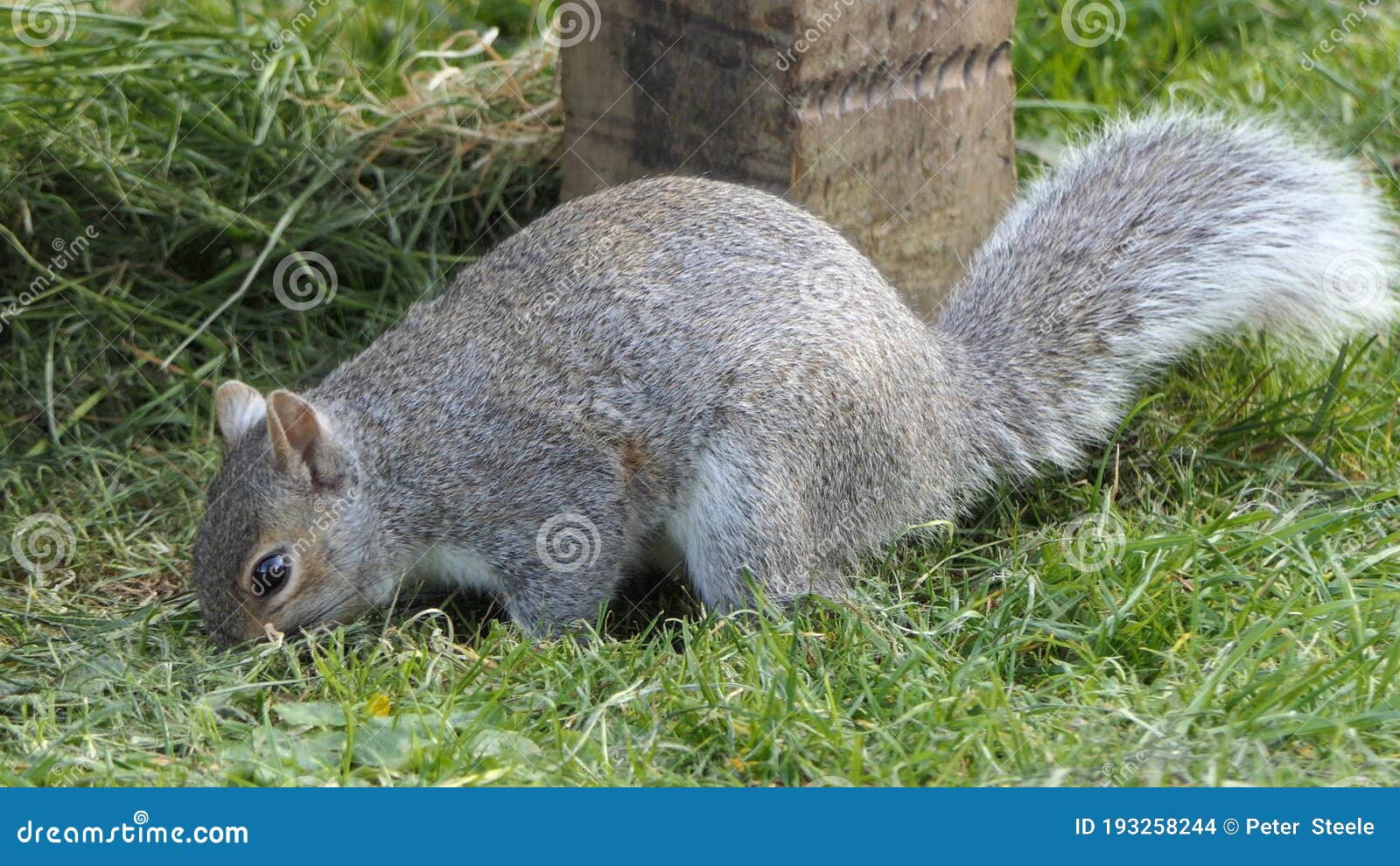 Grey Squirrel Searching for Food Stock Photo - Image of insects, eggs ...