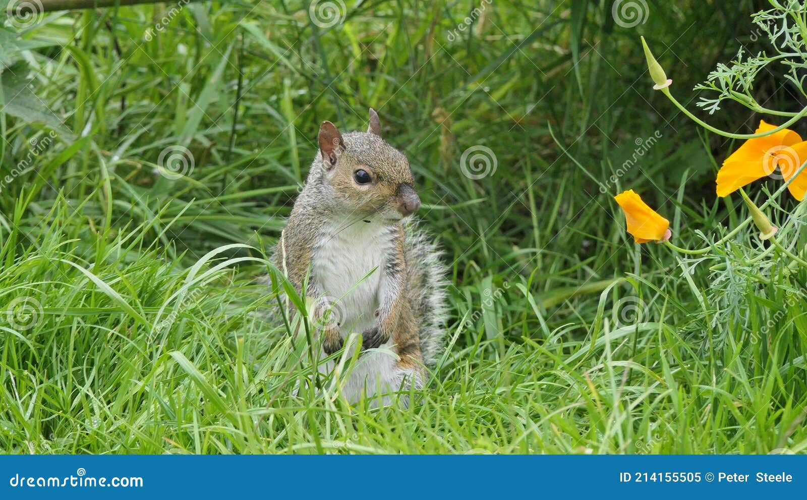 Grey Squirrel Searching for Food Stock Image - Image of bushy ...