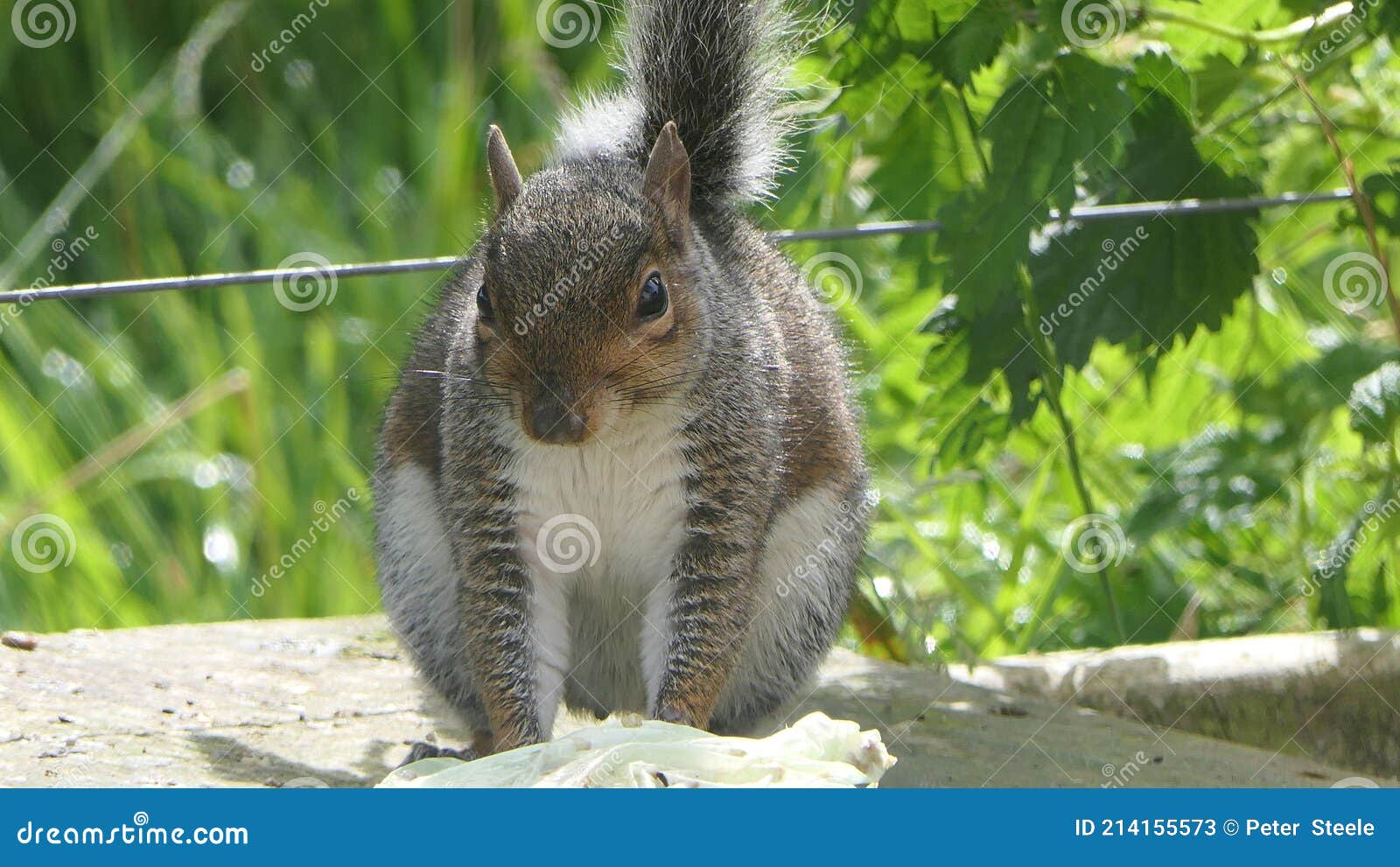 Grey Squirrel Searching for Food Stock Image - Image of insects, kits ...