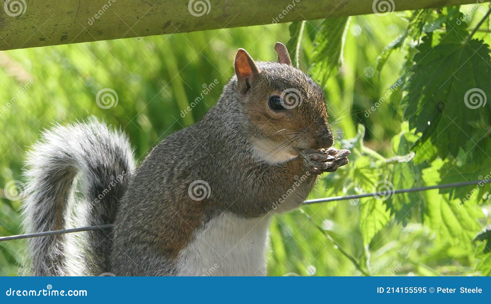 Grey Squirrel Searching for Food Stock Image - Image of groundhogs ...