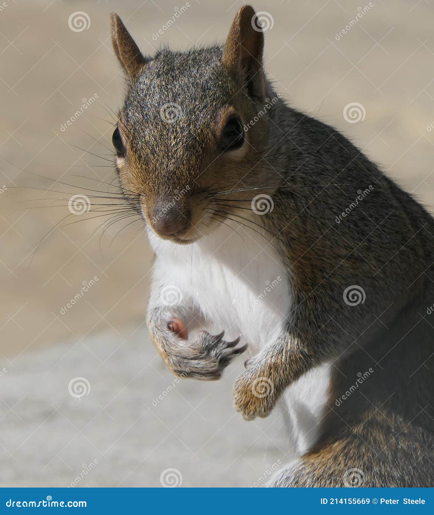 Grey Squirrel Searching for Food Stock Image - Image of hoards, kits ...