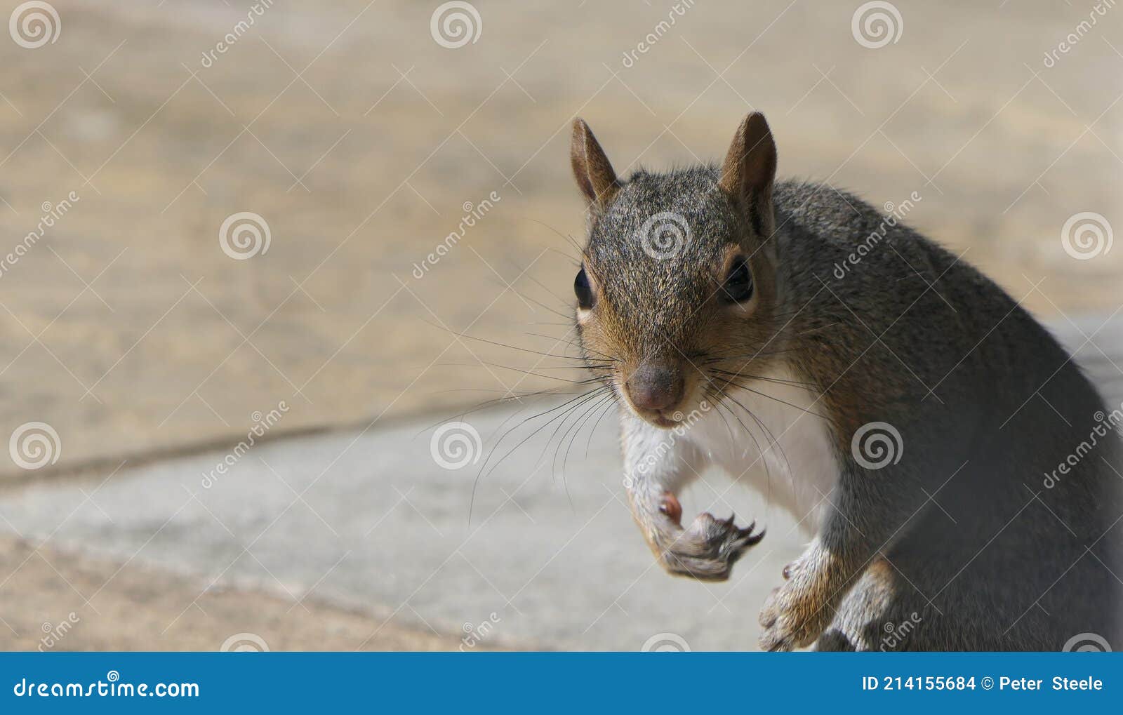 Grey Squirrel Searching for Food Stock Photo - Image of mammals, grey ...