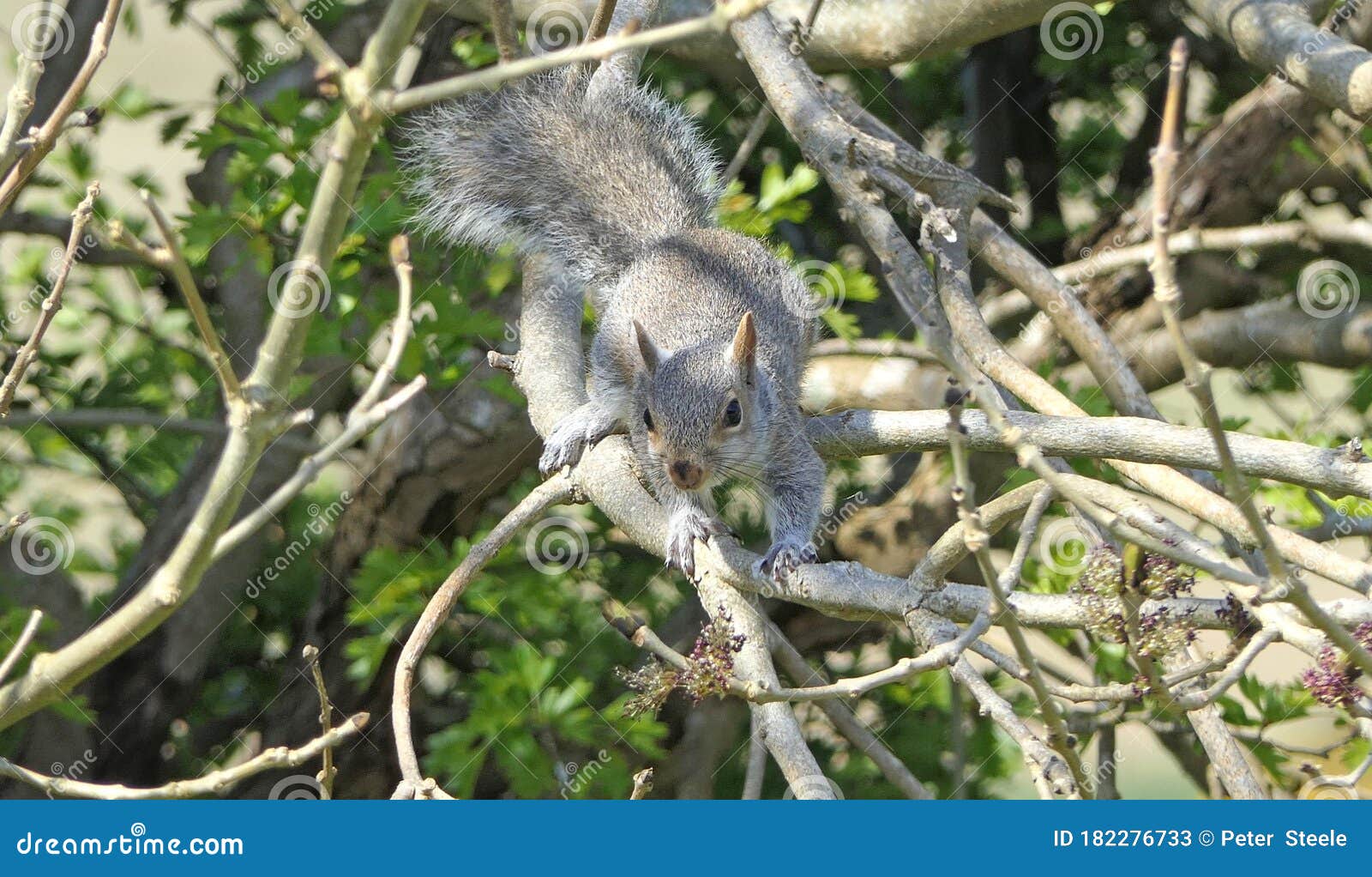 Grey Squirrel Searching for Food in Tree Stock Image - Image of insects ...