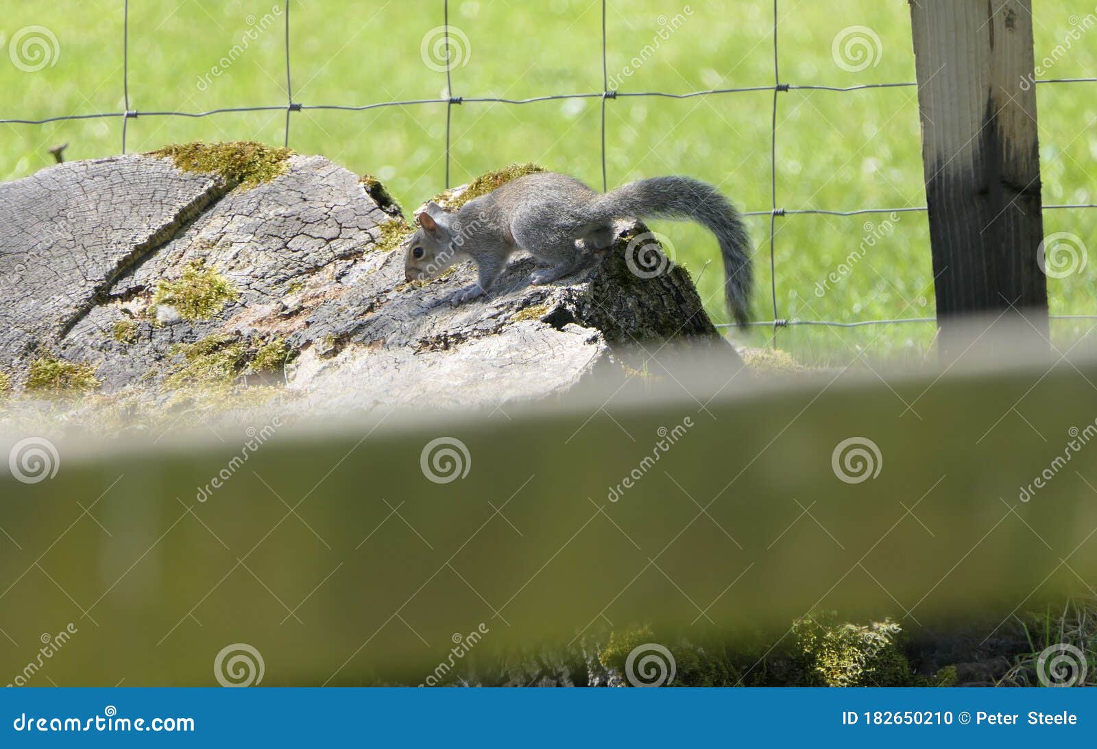 Grey Squirrel Searching for Food in Tree Stock Photo - Image of hazel ...