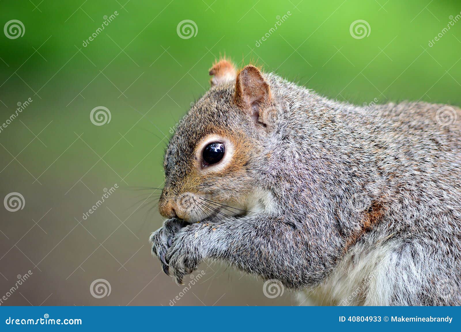 Grey Squirrel Side Profile Portrait Stock Image - Image of side, small ...