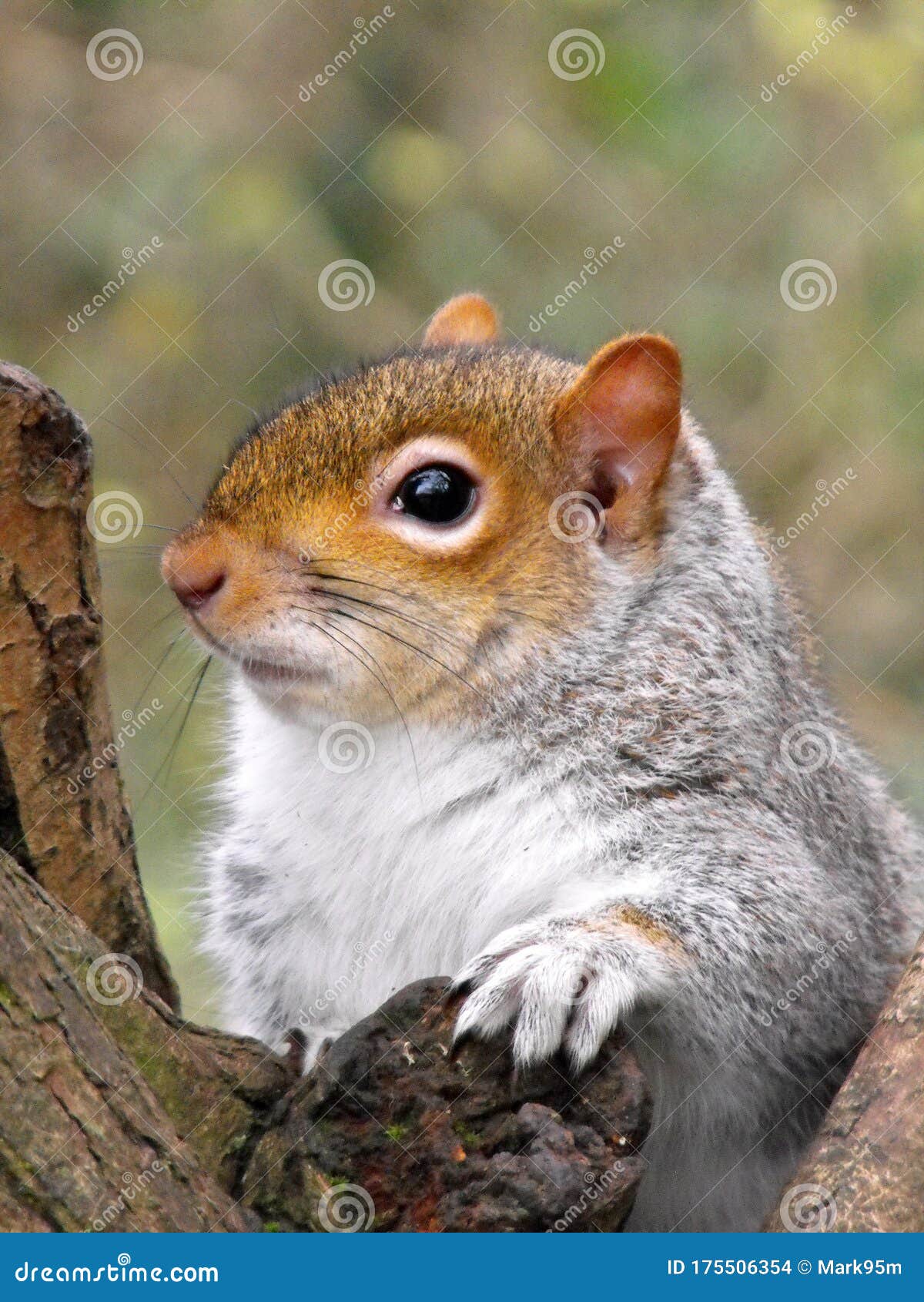 Grey Squirrel side view stock photo. Image of face, animal - 175506354
