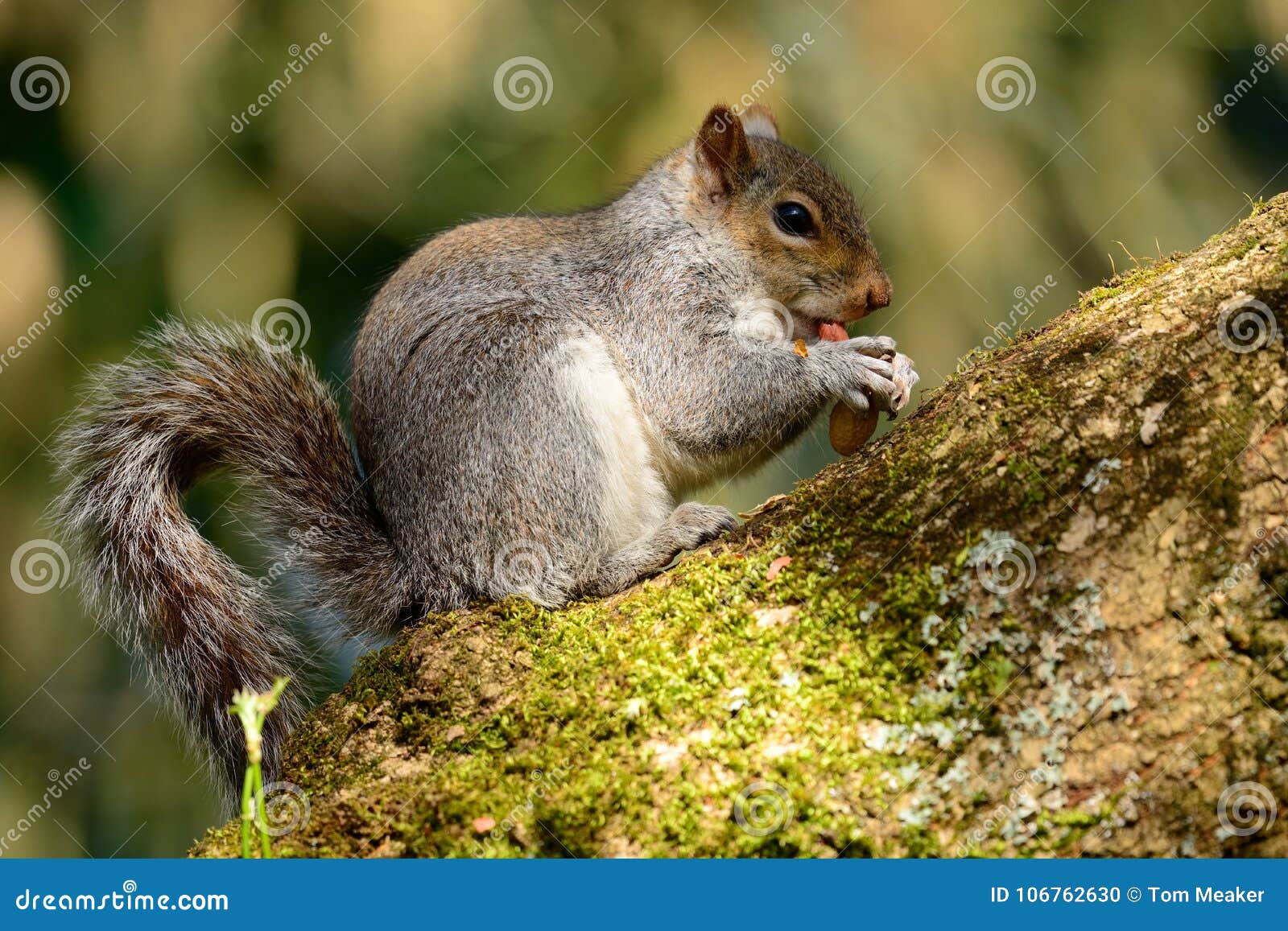 Grey Squirrel Sitting on a Branch Stock Photo - Image of rodent ...
