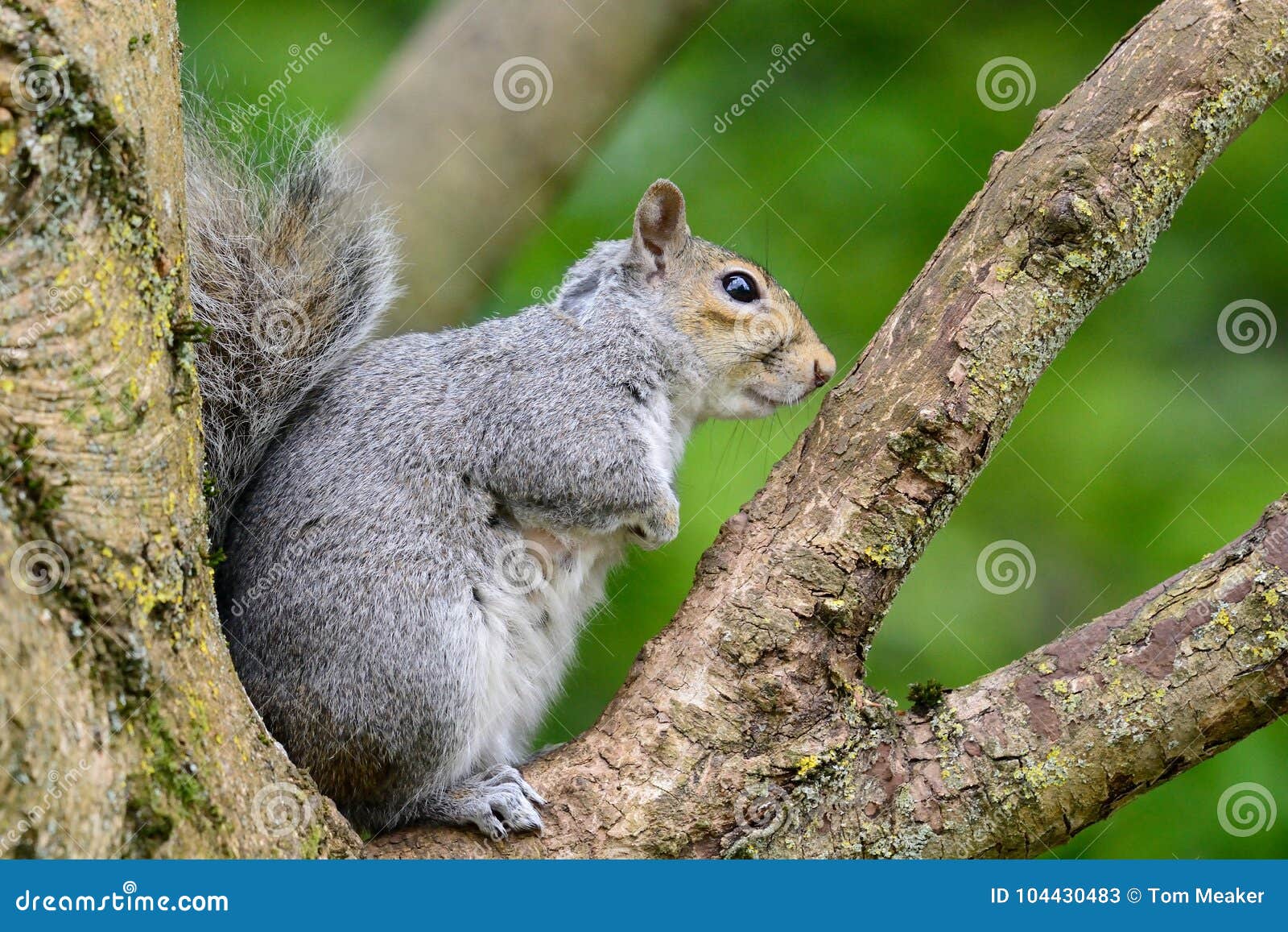 Grey Squirrel Sitting on a Branch Stock Image - Image of rodents ...
