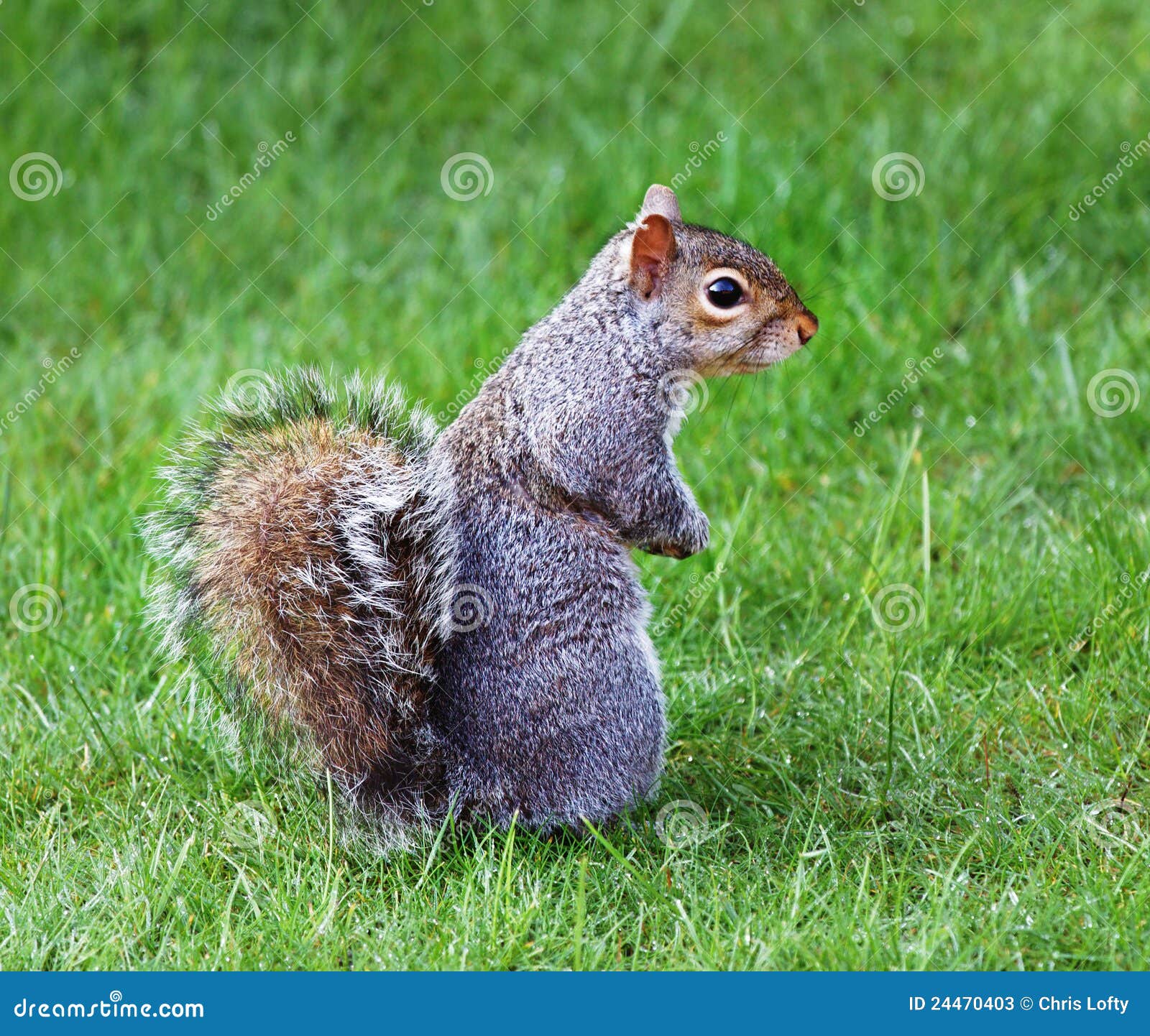 Grey Squirrel Sitting on the Ground Stock Image - Image of animal ...