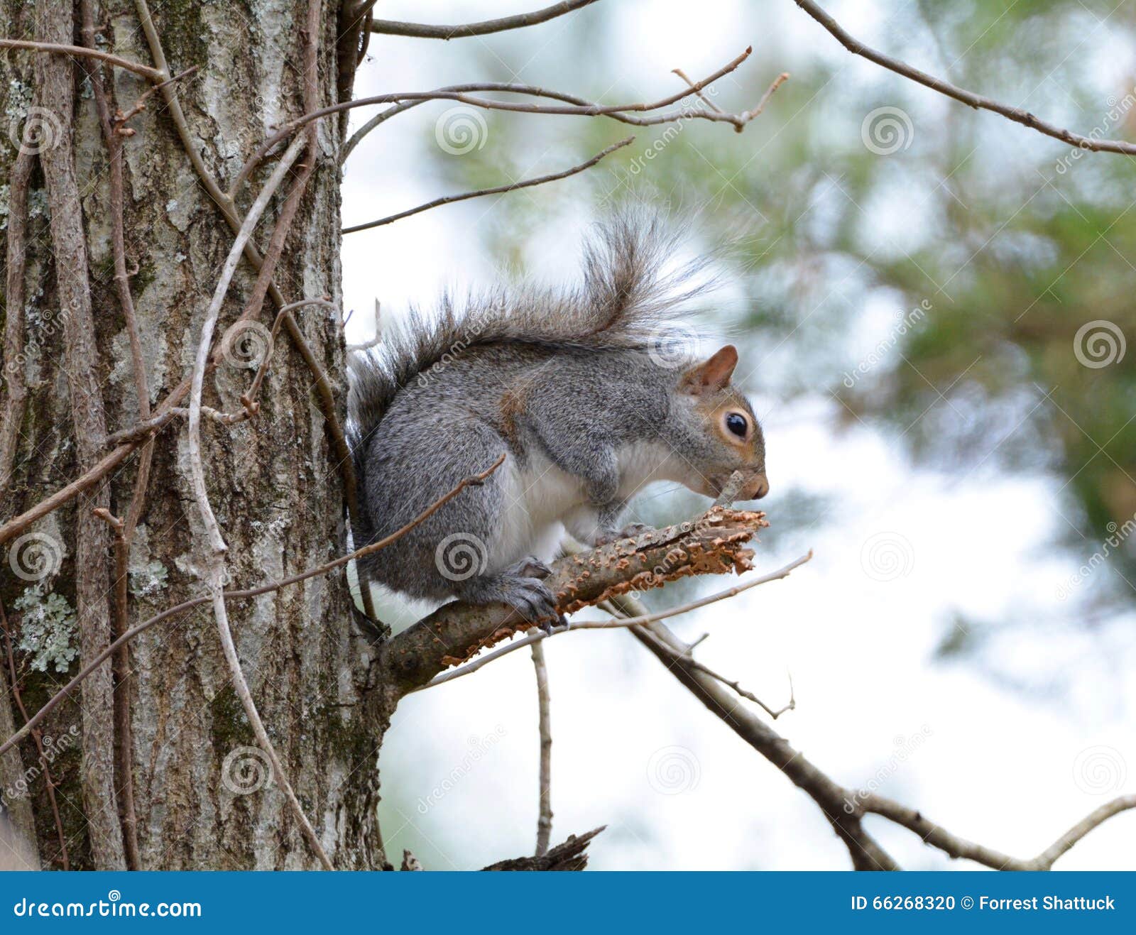 Grey Squirrel Sitting on a Limb Stock Photo - Image of grey, north ...