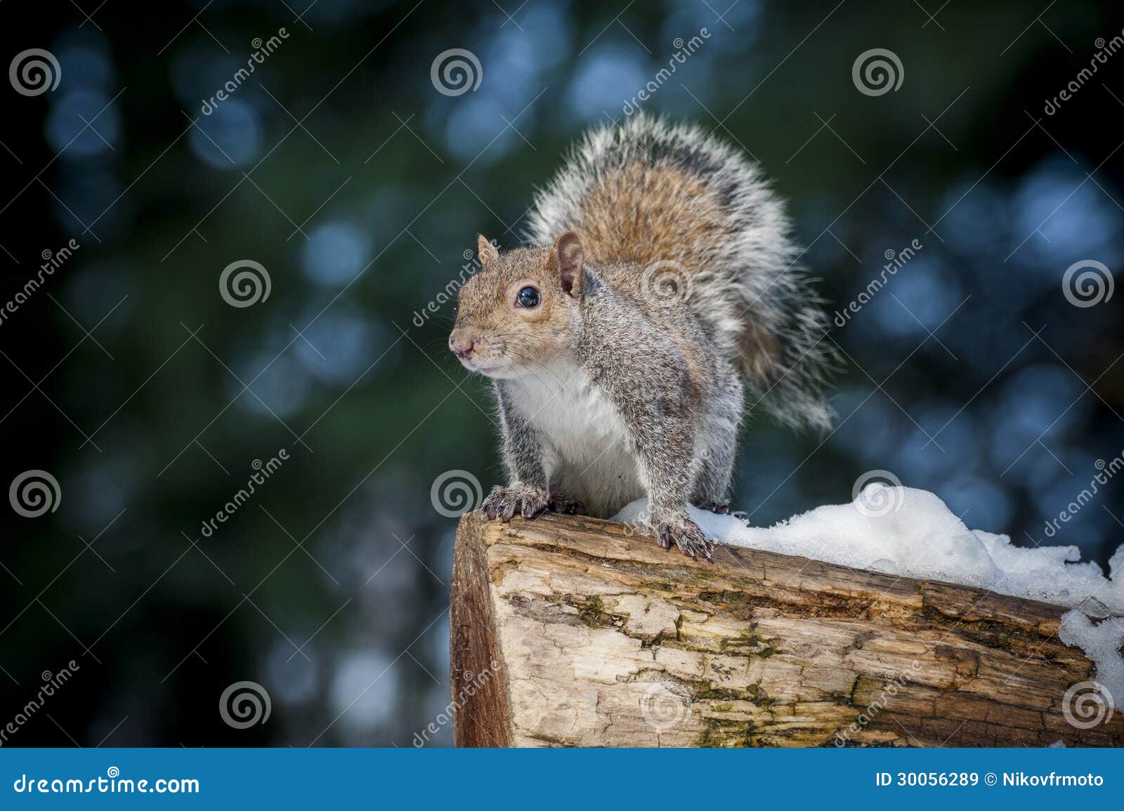 Grey squirrel on log stock image. Image of winter, wood - 30056289