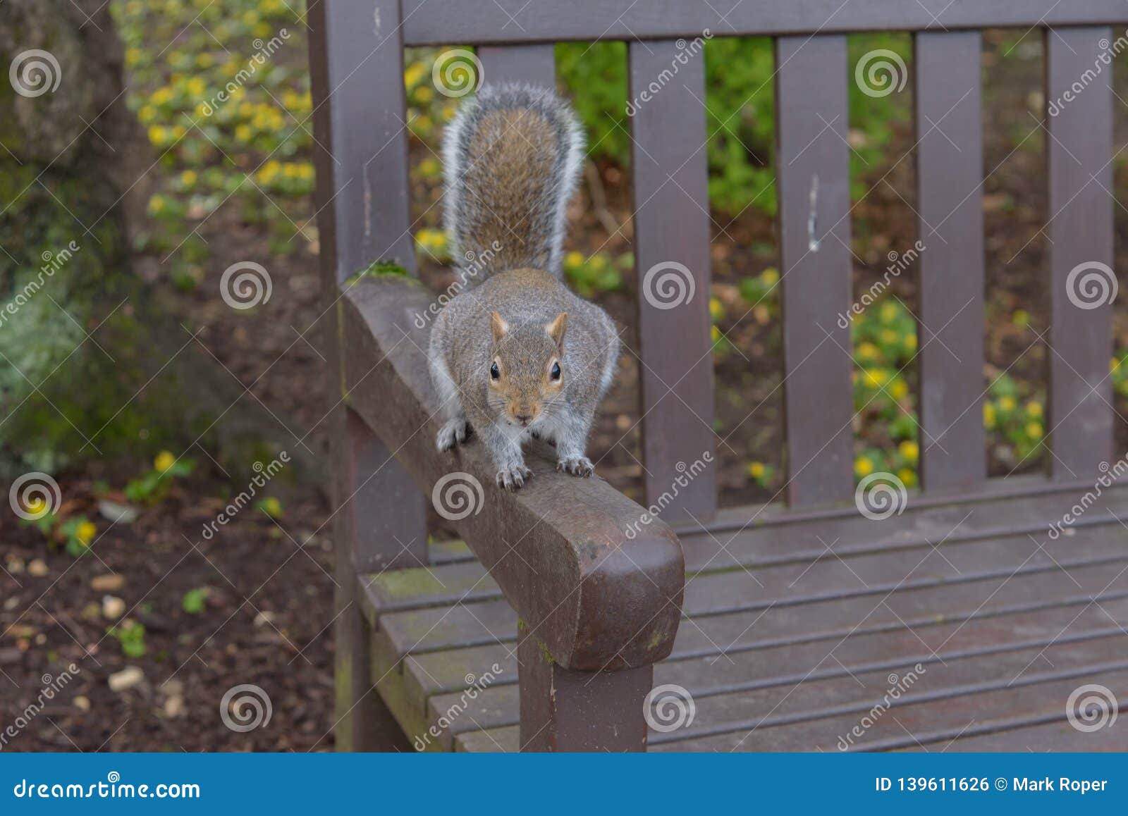 Grey Squirrel Sitting on a Park Bench and Looking Stock Photo - Image ...