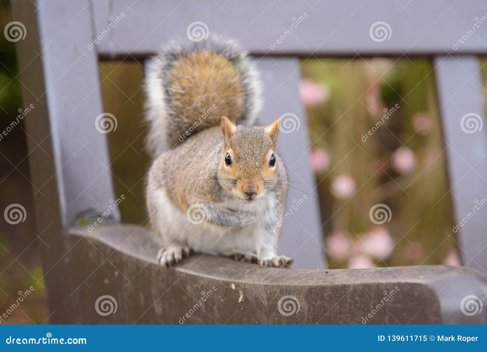 Grey Squirrel Sitting on a Park Bench and Looking Stock Image - Image ...