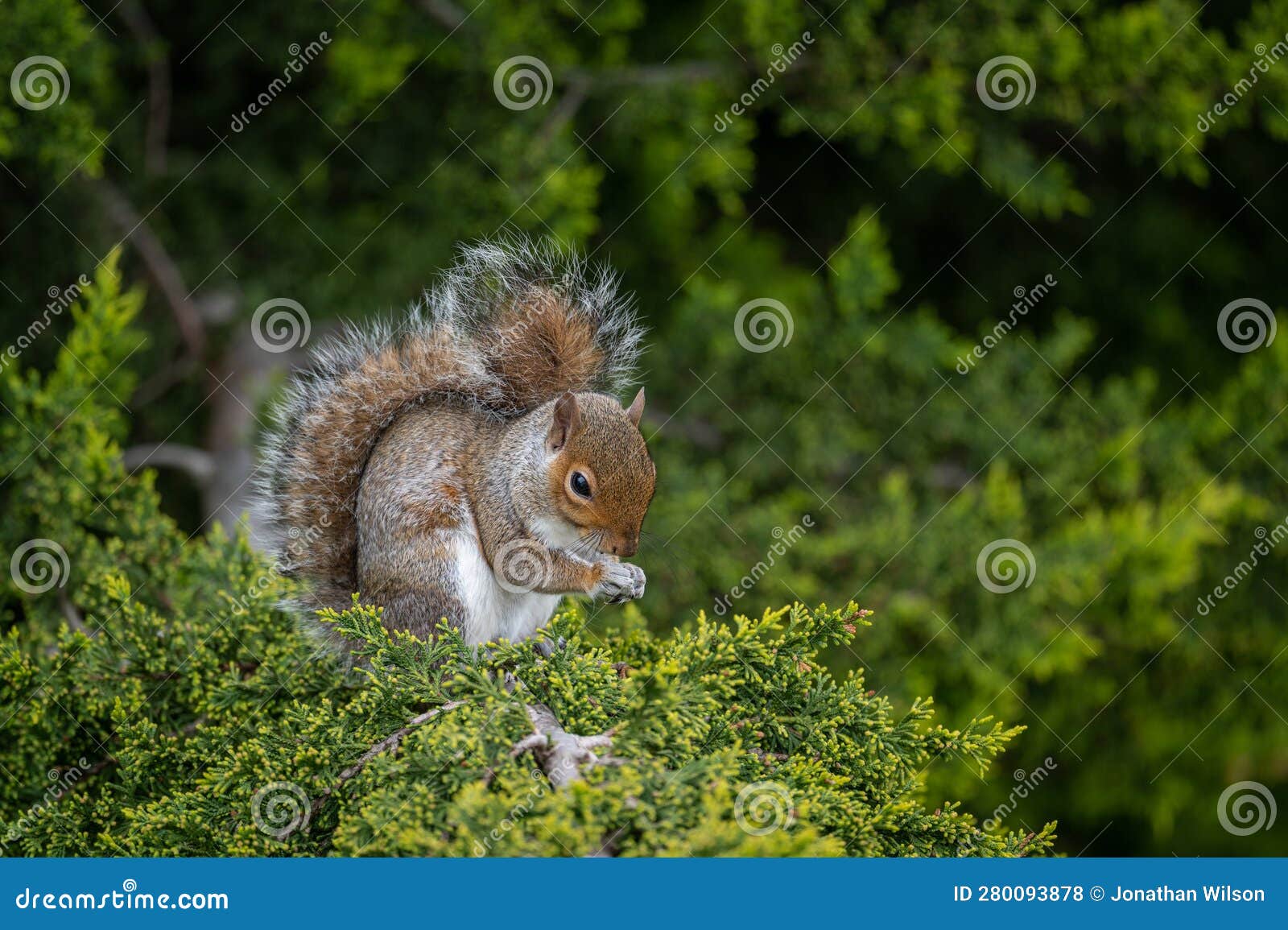 A Grey Squirrel Sitting in a Tree with Paws in Front Stock Photo ...