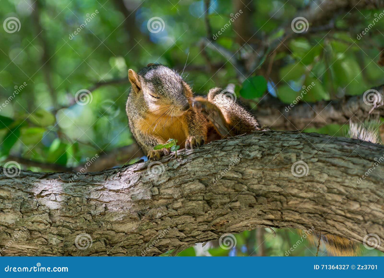 Grey Squirrel Sleeping on Tree Stock Image - Image of environment ...