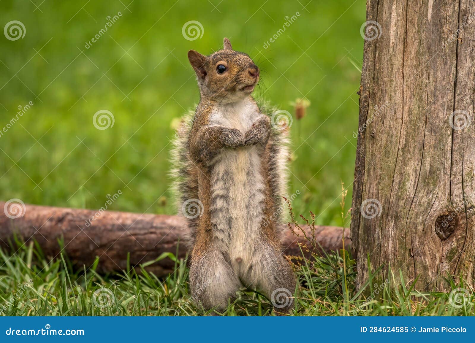 Grey Squirrel Sniffing and Standing Stock Image - Image of rodent ...