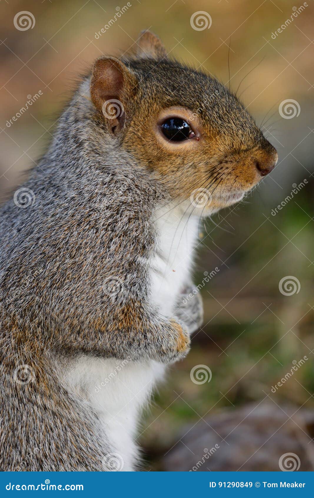 Grey squirrel standing up stock image. Image of animals - 91290849