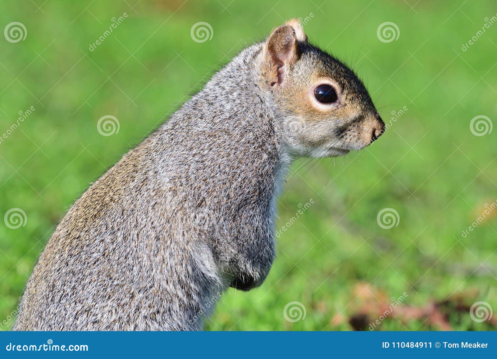 Grey squirrel standing up stock image. Image of pest - 110484911