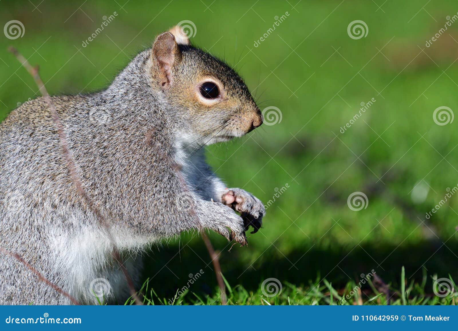 Grey squirrel standing up stock image. Image of close - 110642959
