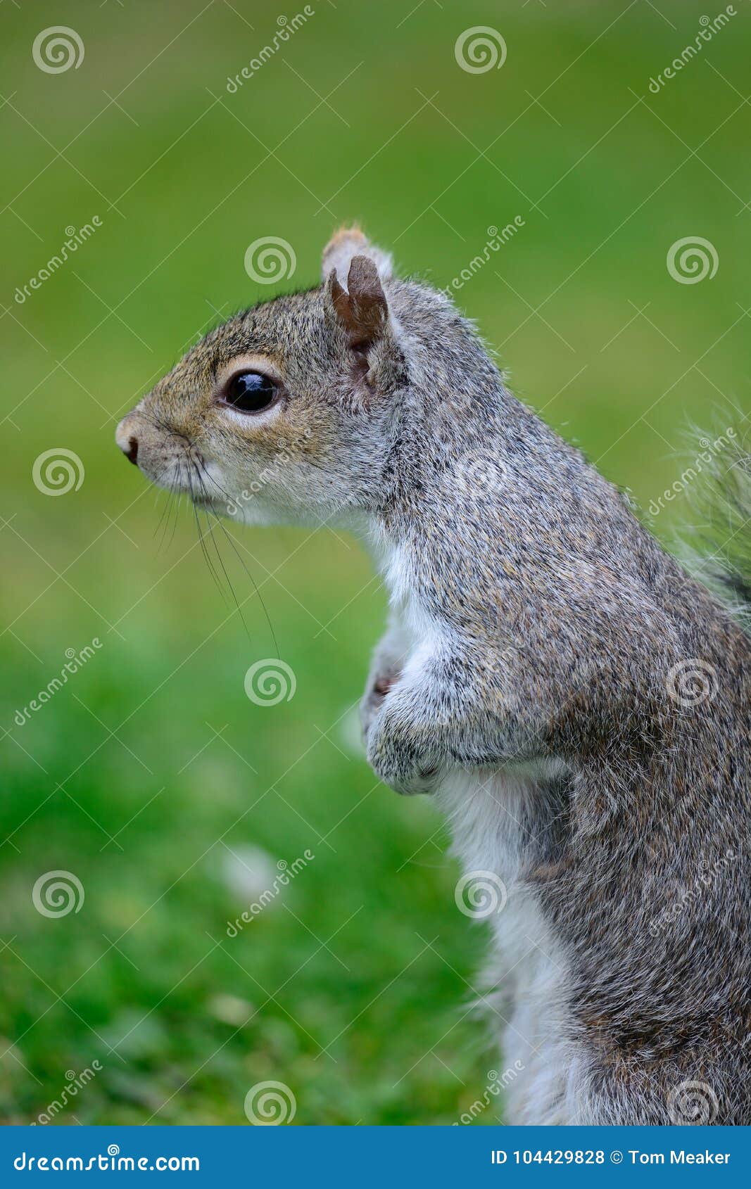 Grey squirrel standing up stock photo. Image of green - 104429828