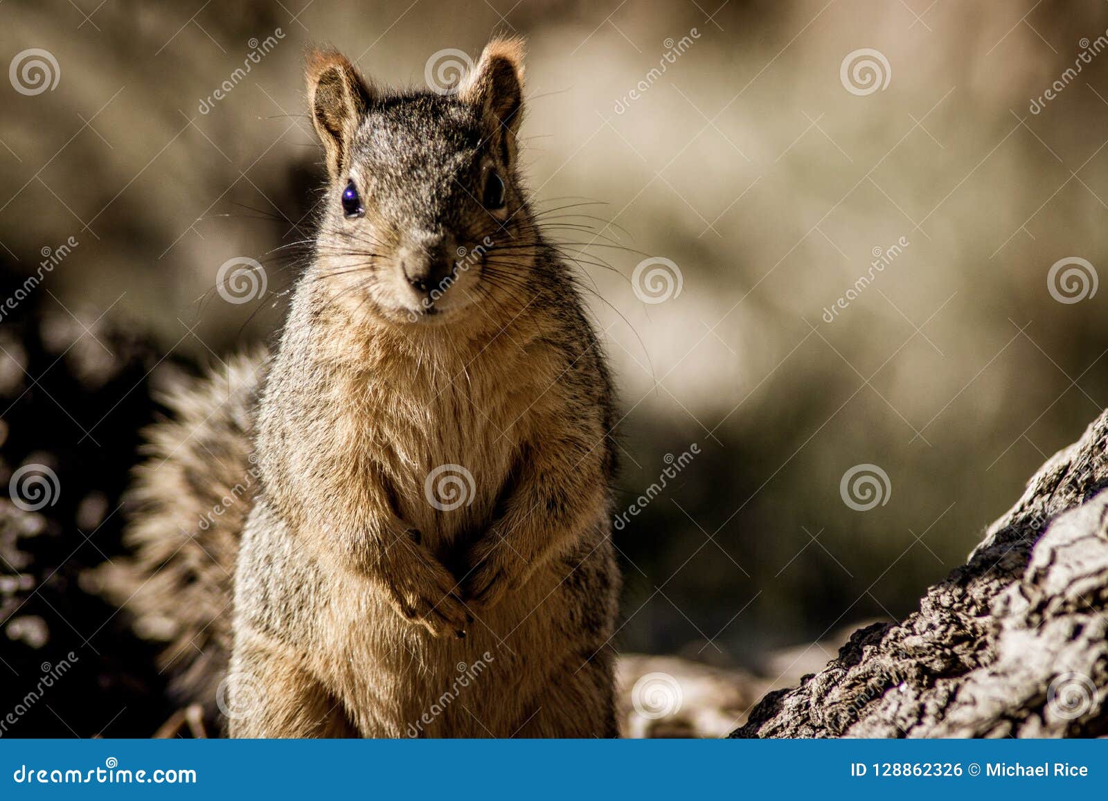 Grey squirrel standing up stock photo. Image of rear - 128862326