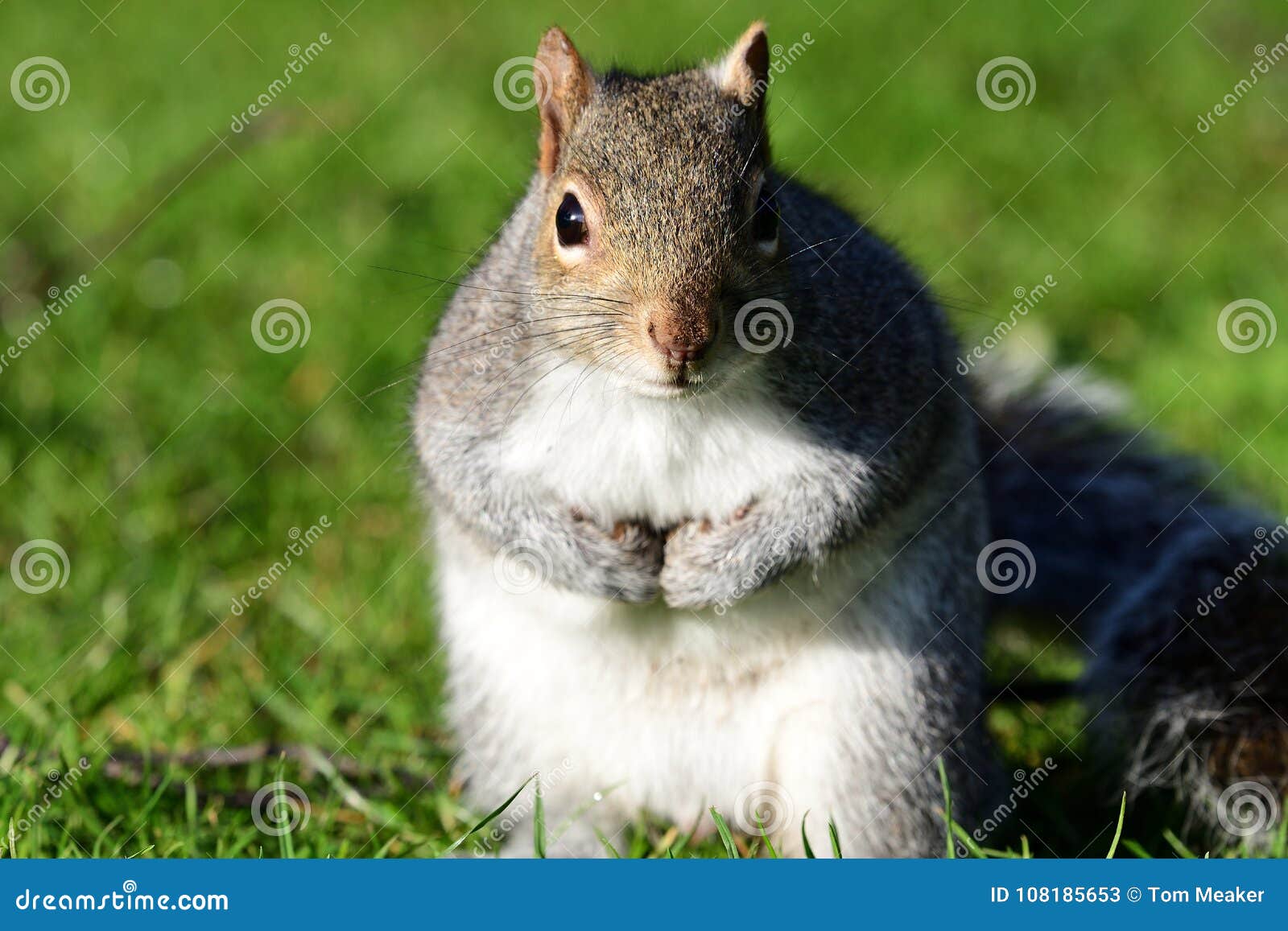 Grey squirrel standing up stock image. Image of grassy - 108185653