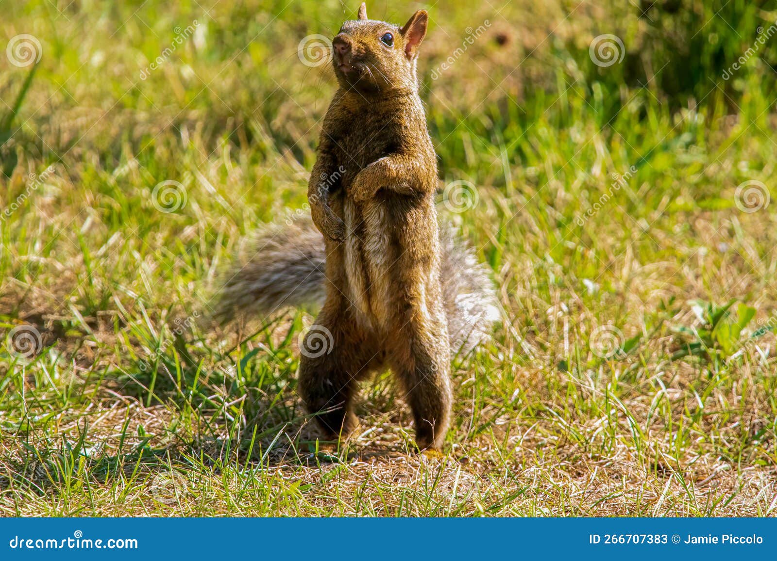 Grey Squirrel Standing Up Sensing Danger Stock Image - Image of ...