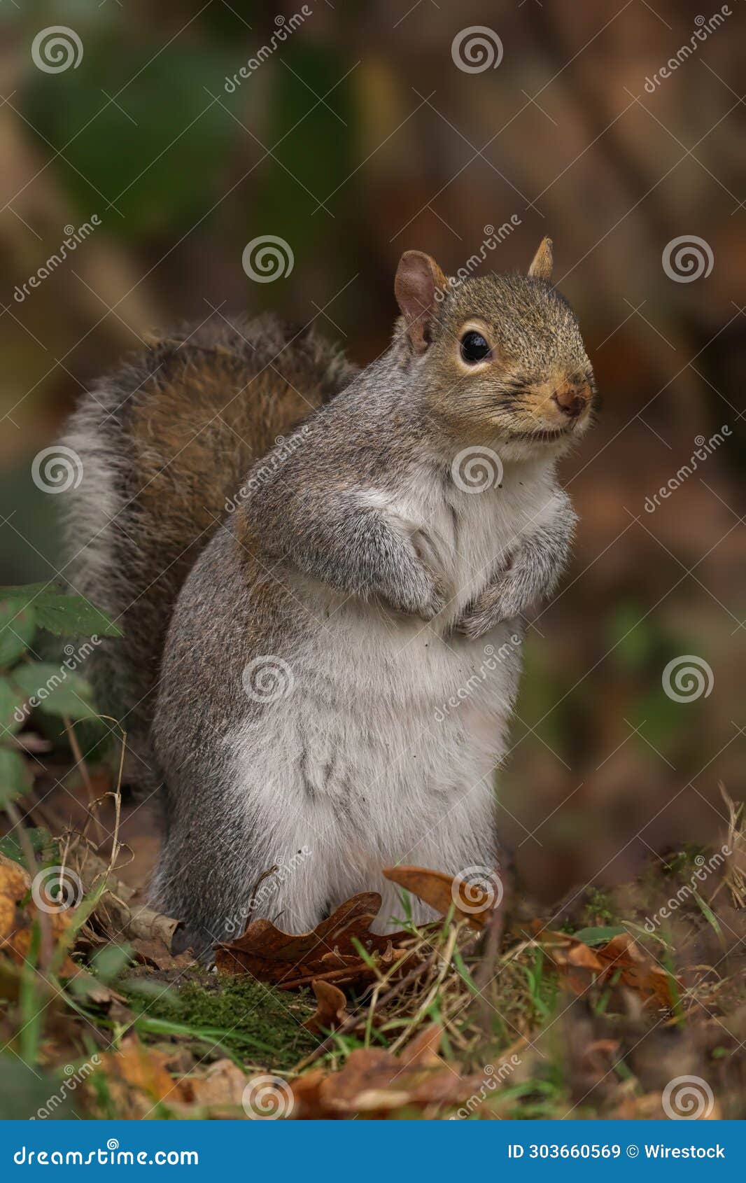 Grey Squirrel Stands on One Foot in a Wooded Environment, Looking Up at ...