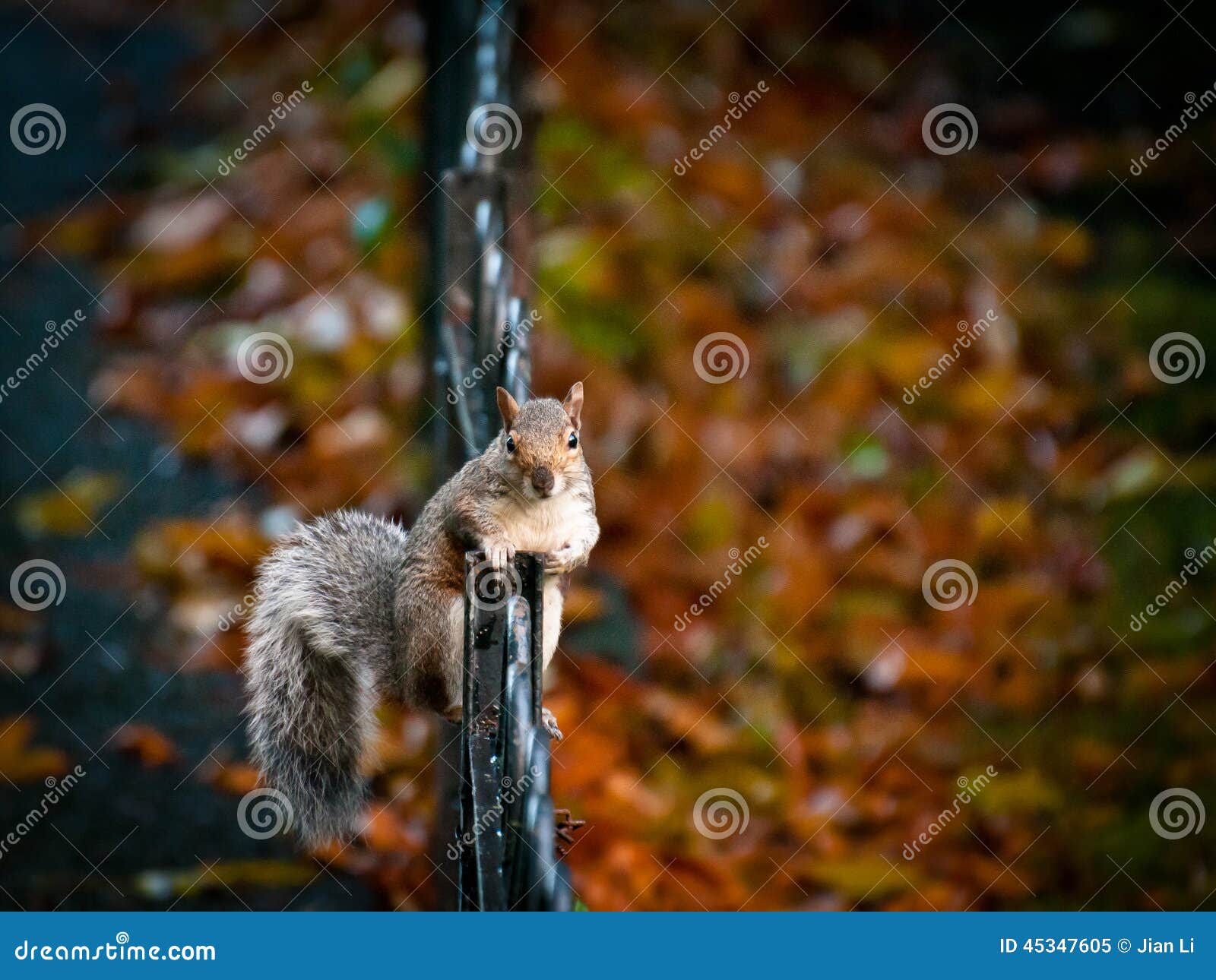 Grey Squirrel Staring at Me Stock Image - Image of staring, fence: 45347605