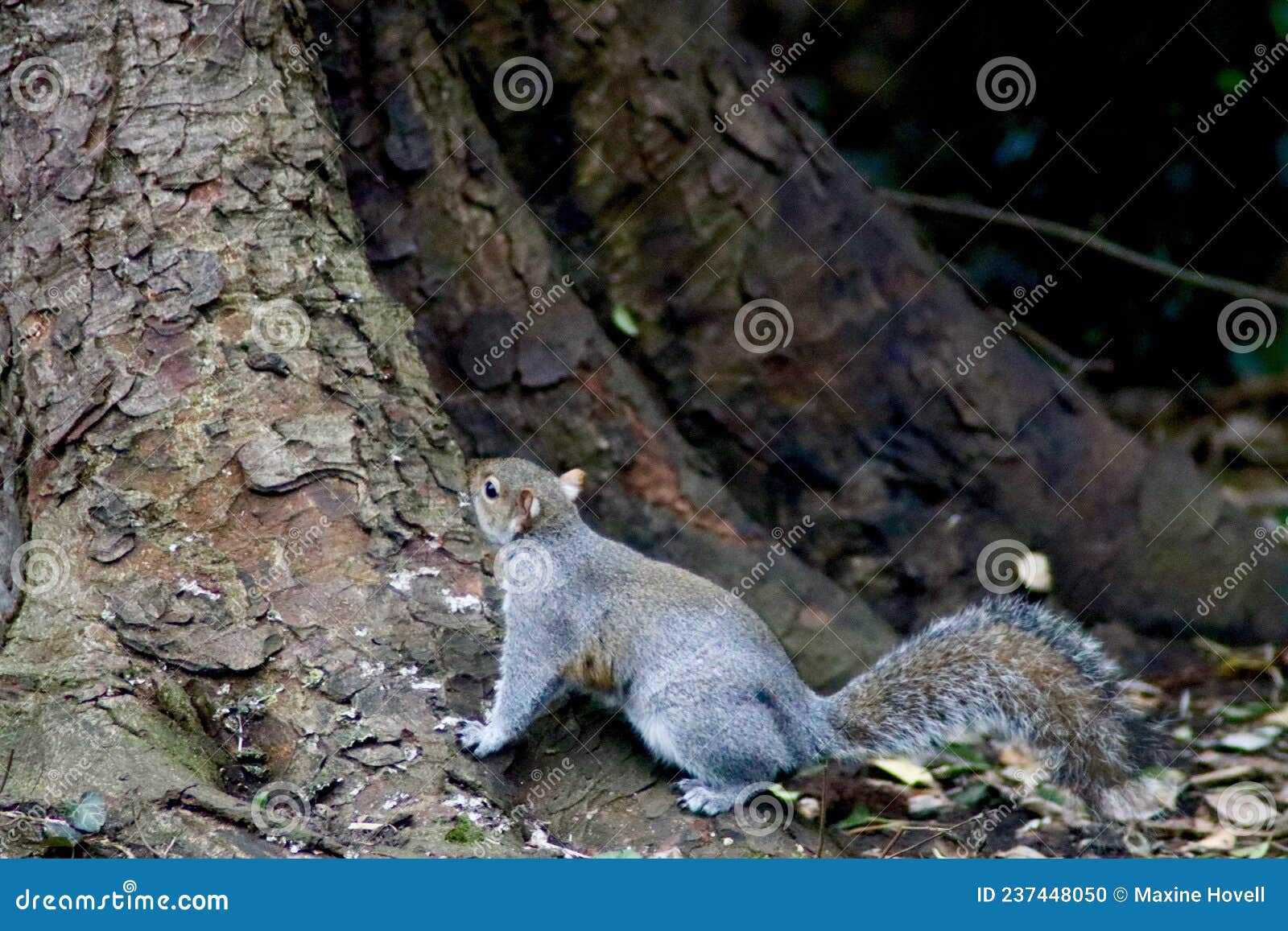 A Grey Squirrel at the Base of a Tree Stock Photo - Image of winter ...