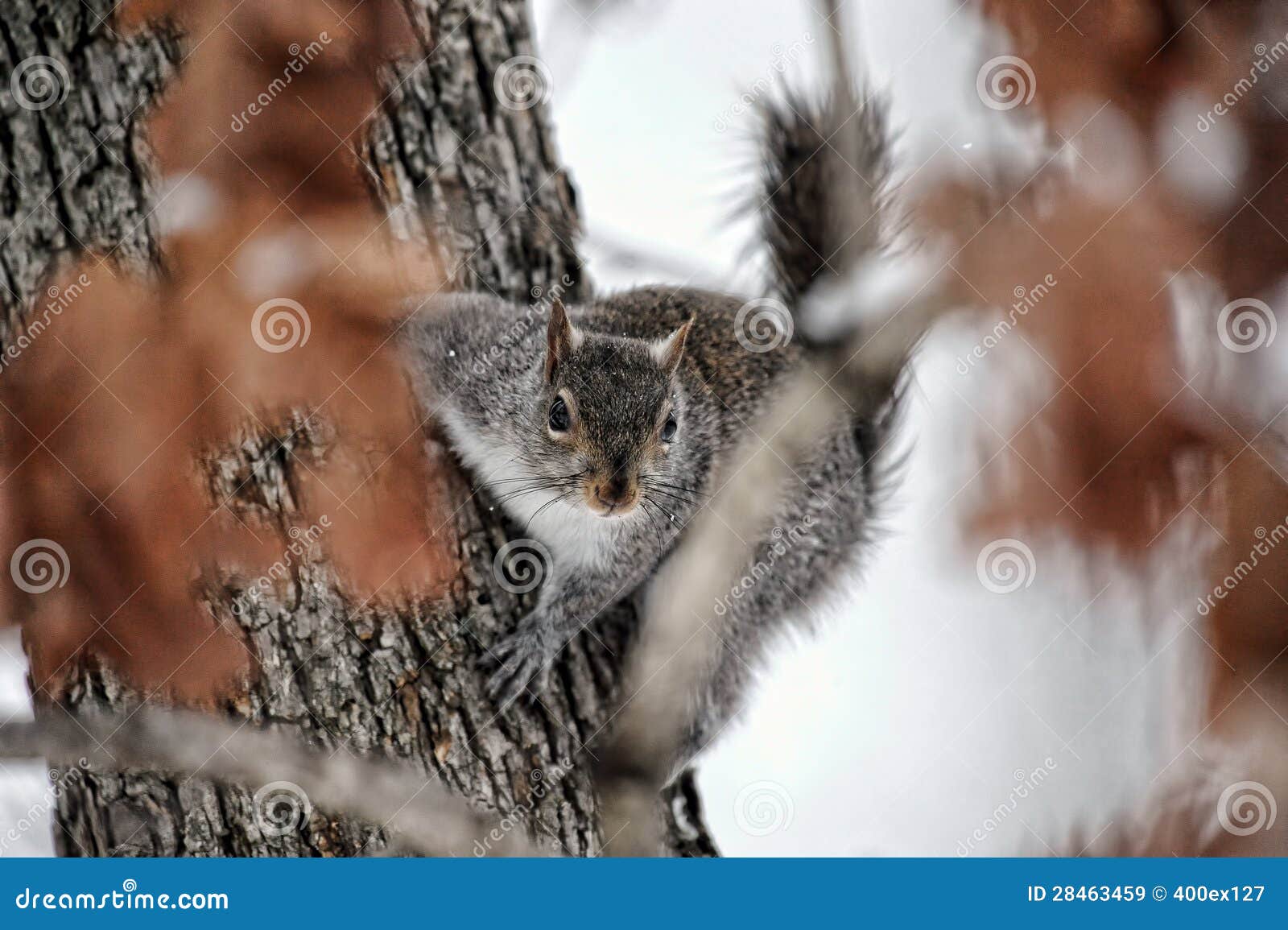 Grey Squirrel in tree stock image. Image of pest, grey - 28463459