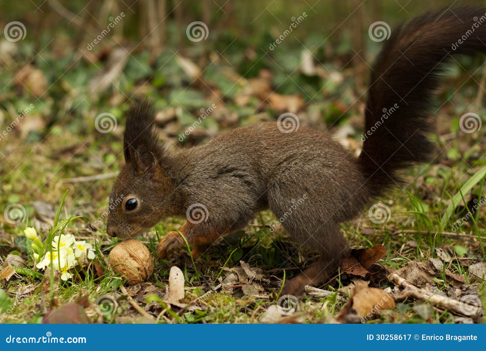 Grey Squirrel in the Woods Eating a Walnut Stock Image - Image of ...