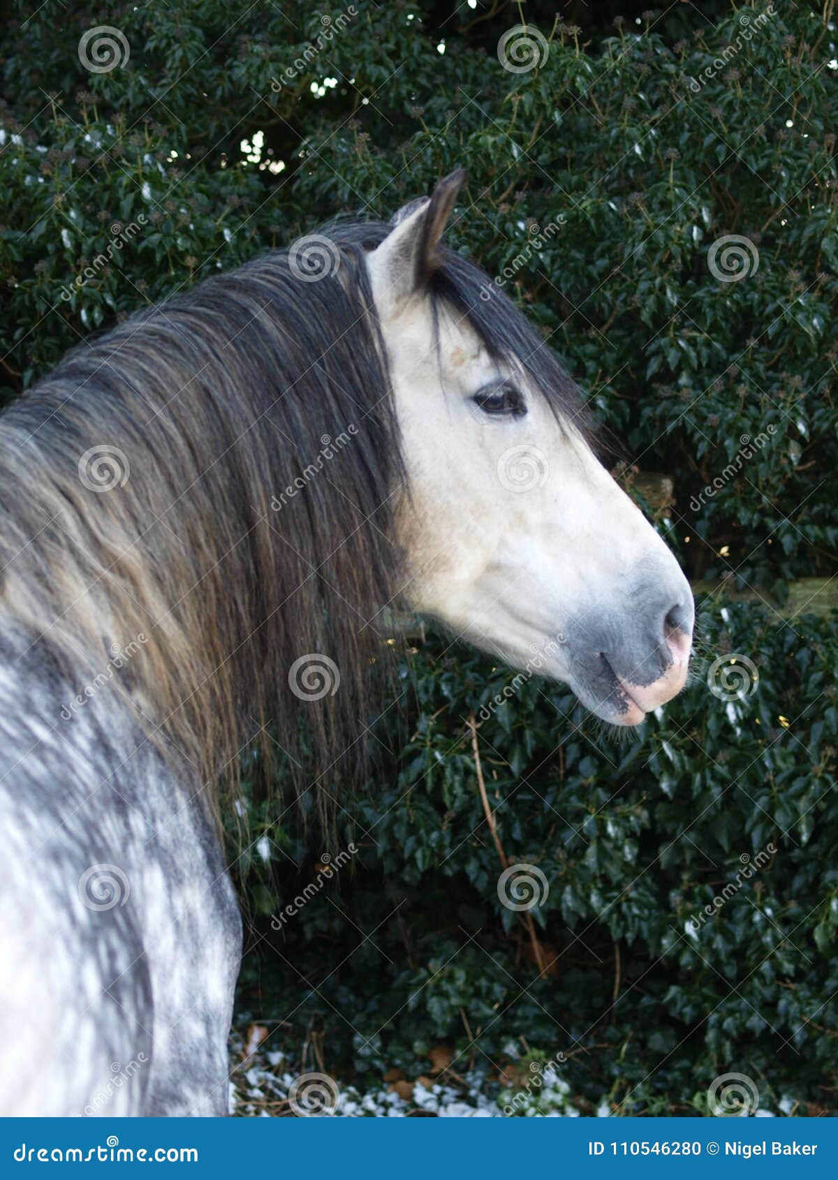 Grey Stallion stock photo. Image of horse, equestrian - 110546280