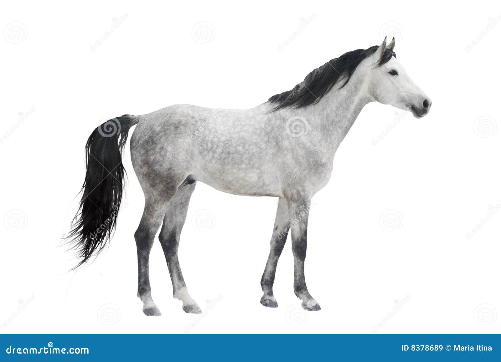 Grey stallion isolated stock image. Image of animal, mane - 8378689