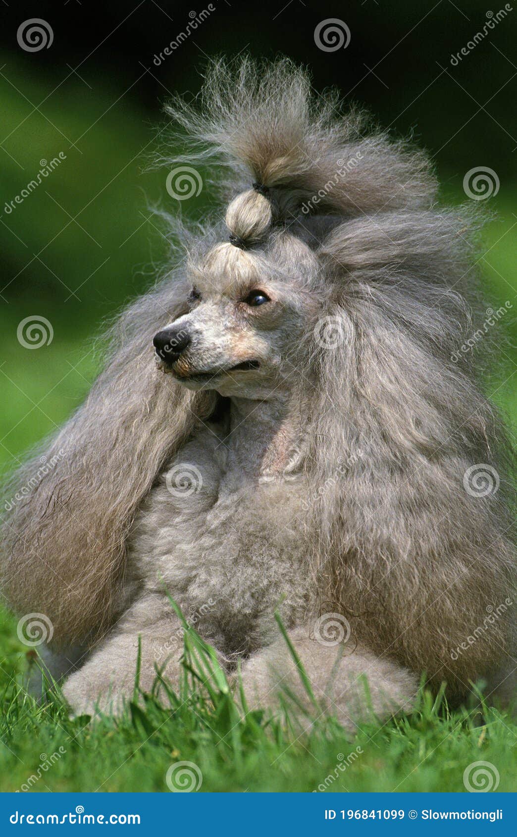 Grey Standard Poodle, Adult Laying on Grass Stock Image - Image of ...