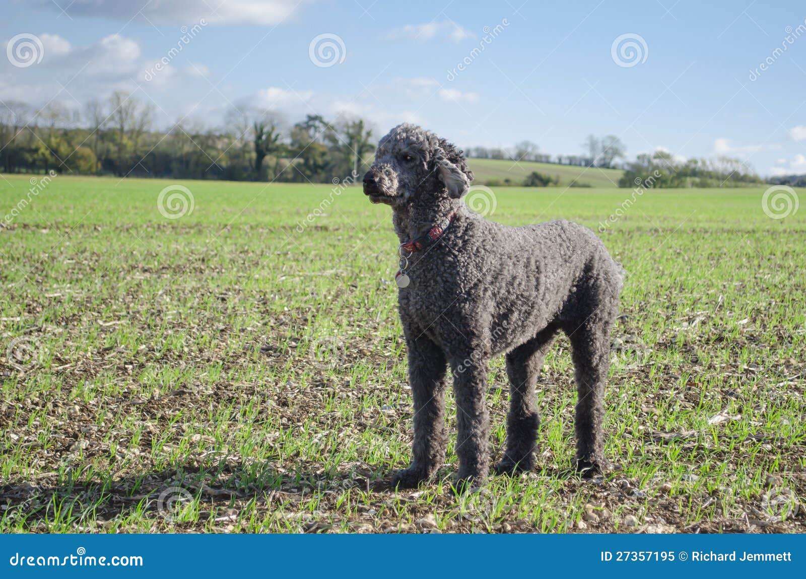 Grey Poodle Mix
