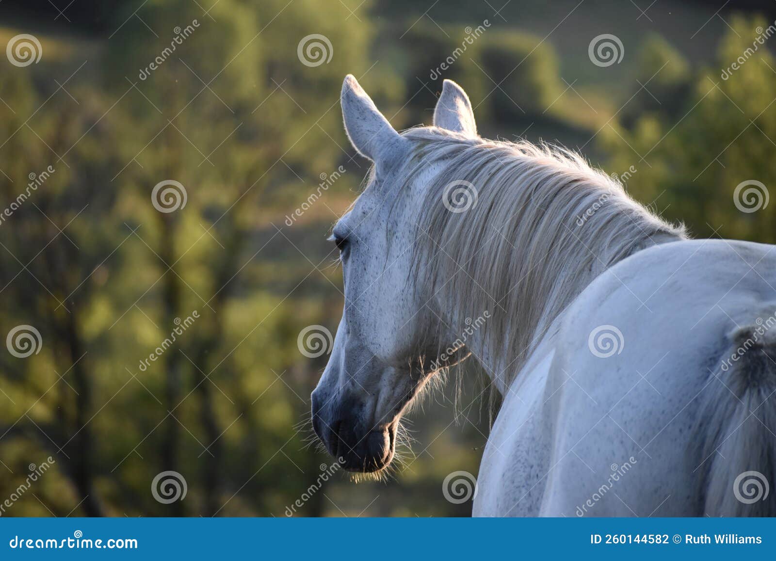 Horse Headshot In Halter Stock Image | CartoonDealer.com #30067795