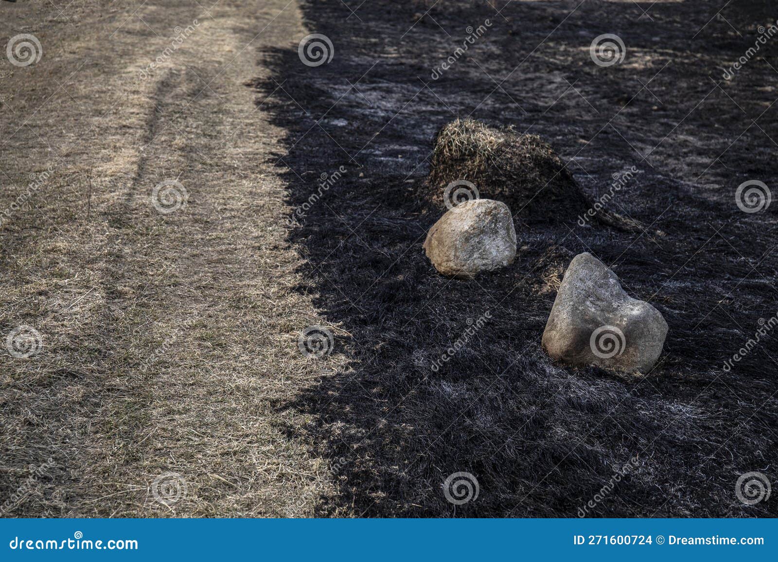 Grey Stone on a Burnt Grass Ground after Wildfire. Environmental ...