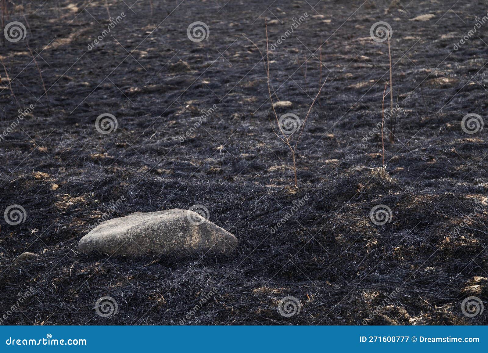Grey Stone on a Burnt Grass Ground after Wildfire. Environmental ...