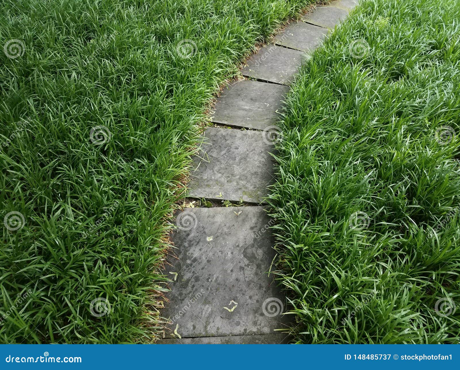 Grey Stone Path or Trail and Green Grasses Stock Image - Image of grass ...