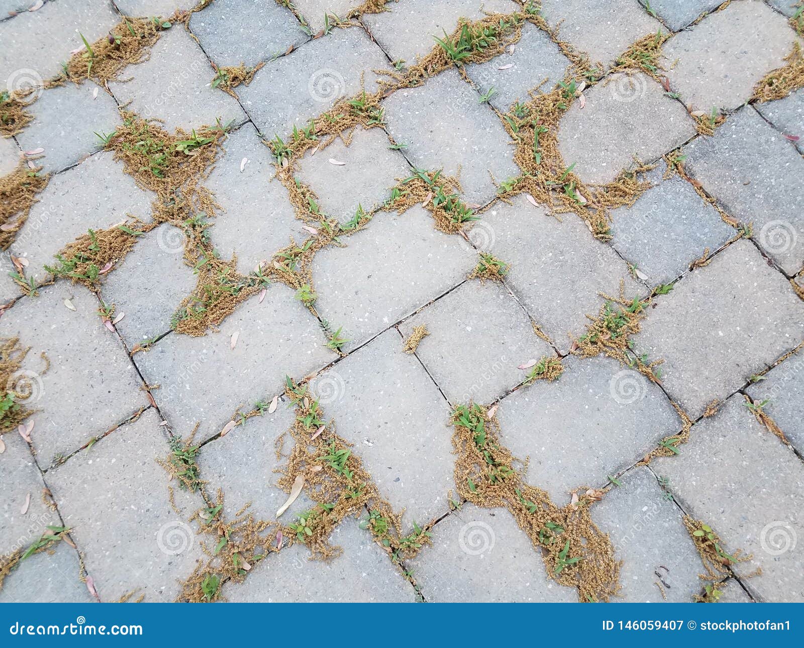 Pollen On The Ground In Spring Stock Photography | CartoonDealer.com ...