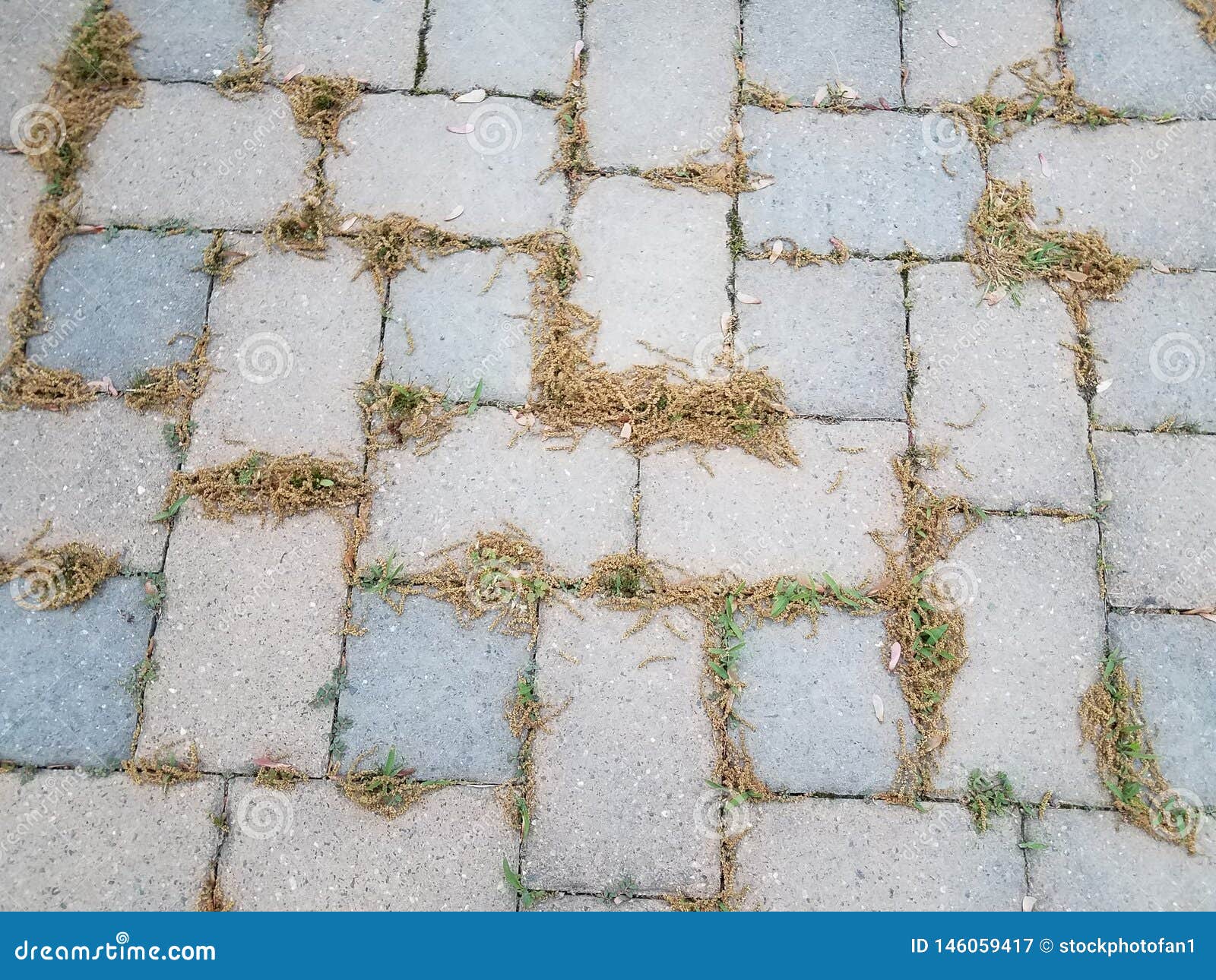 Grey Stone Tiles and Pollen on Ground and Weeds Stock Image - Image of ...