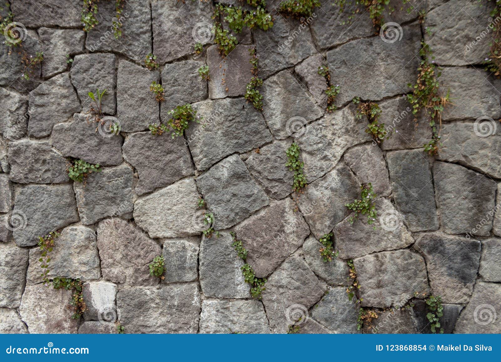 Grey Stone Wall with Plants Stock Photo - Image of brick, grey: 123868854