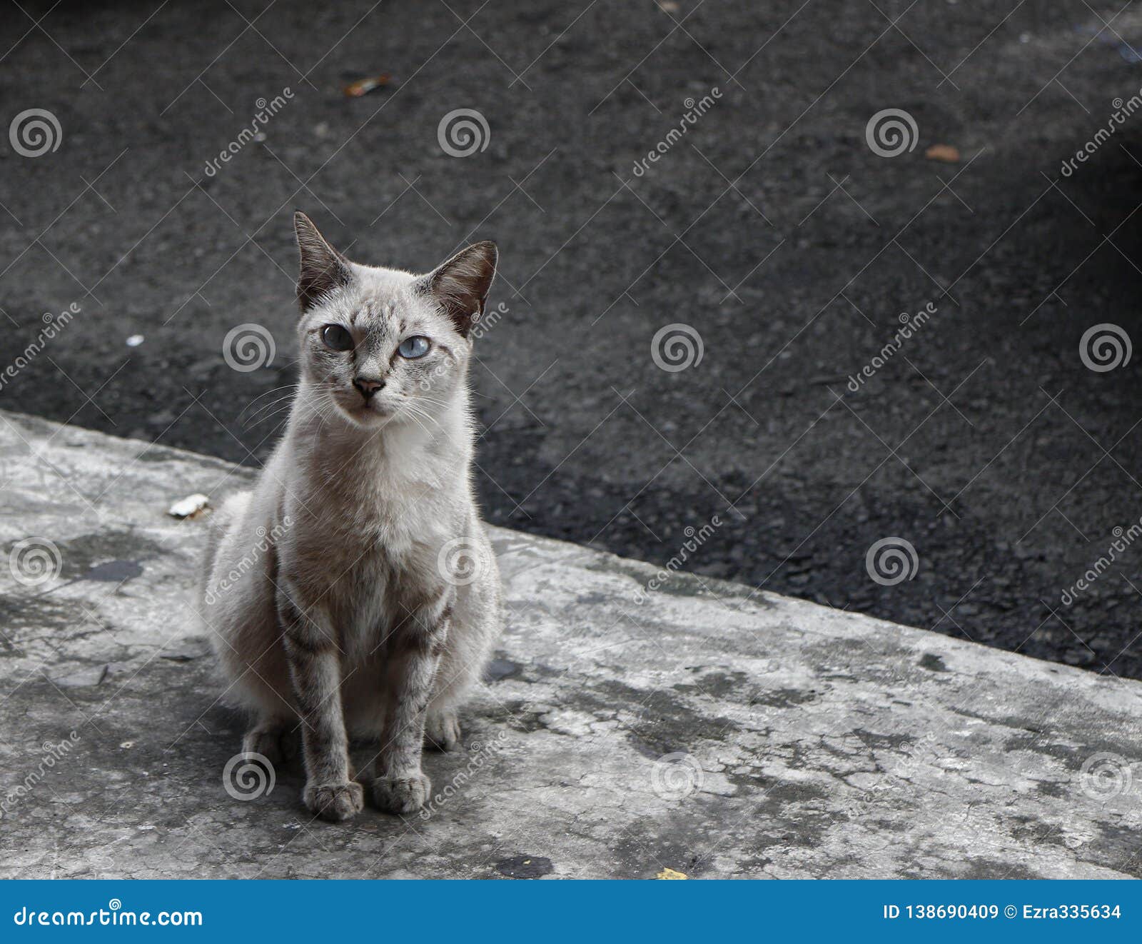 Grey stray cat stock image. Image of stray, sitting - 138690409